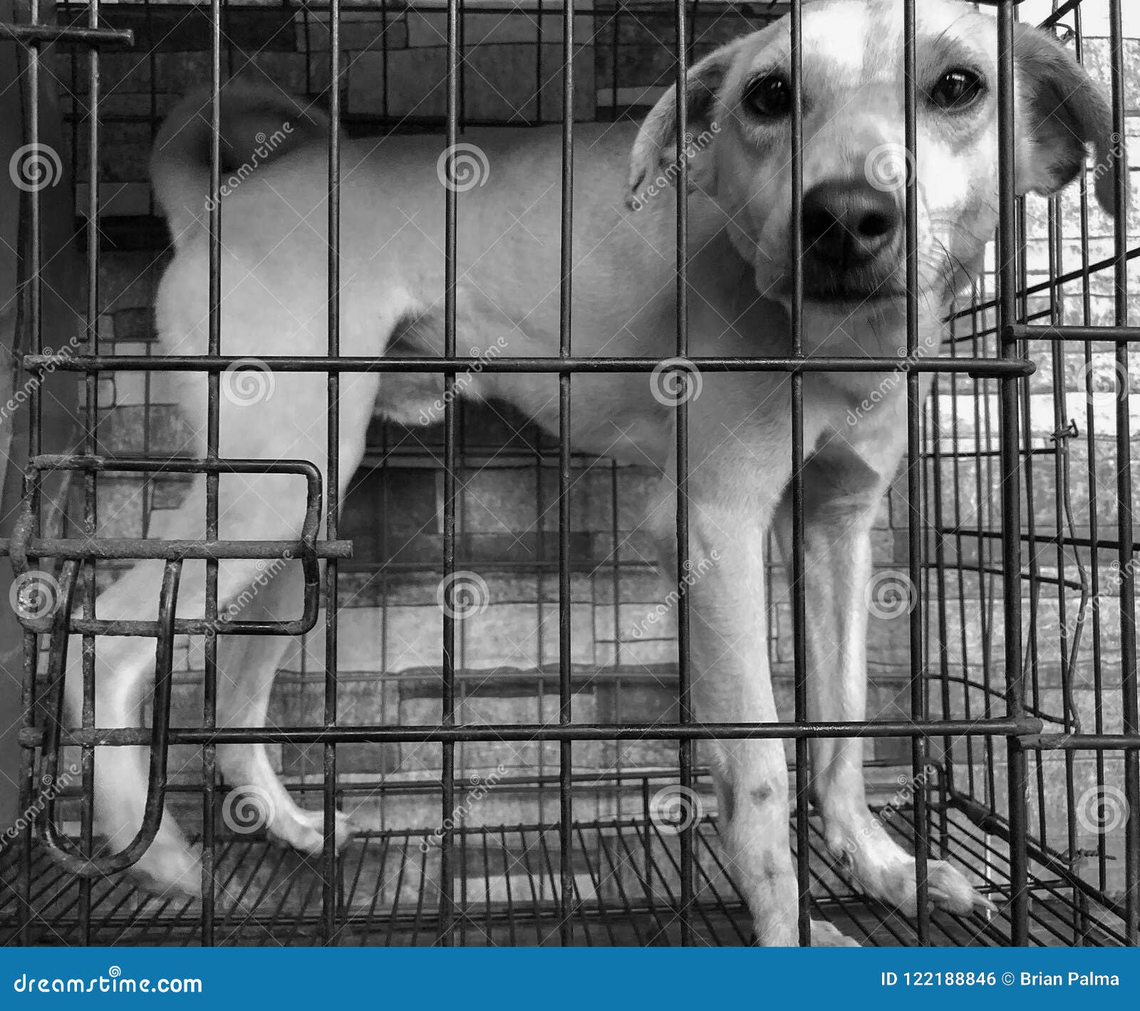 Caged wild dog stock photo. Image of puppy, cruelty - 122188846 Caged wild dog stock photo. Image of puppy, cruelty - 122188846