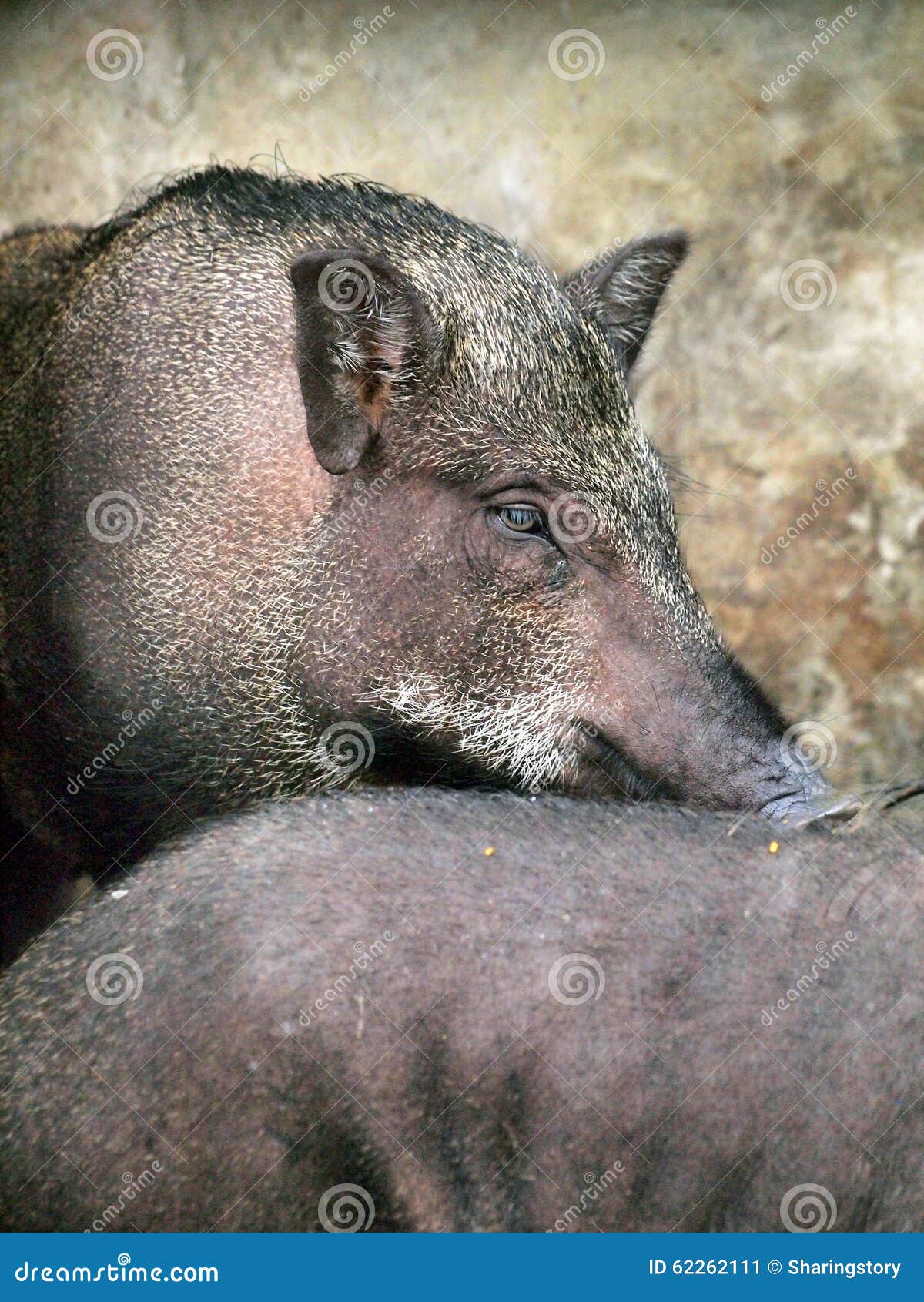 Caged wild hogs stock image. Image of black, wild, wildlife - 62262111