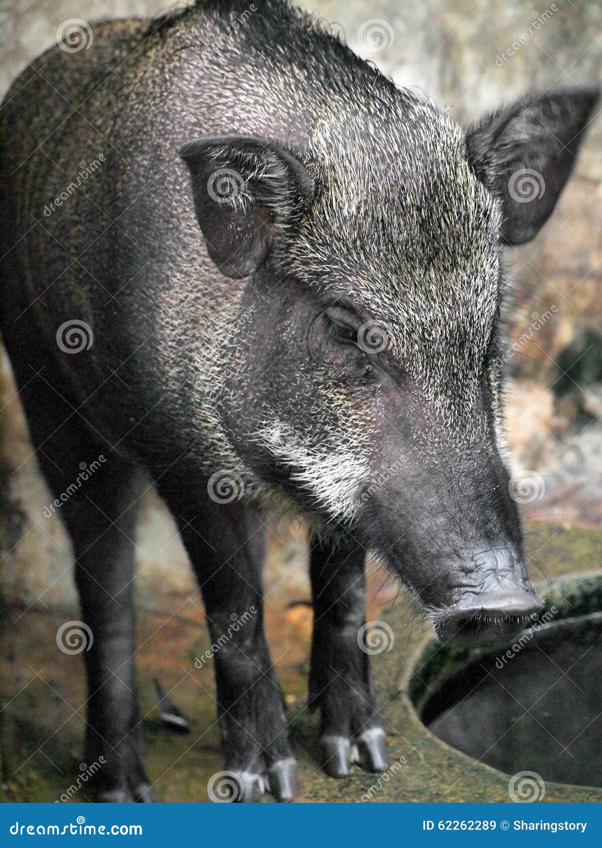 Caged wild hogs stock image. Image of farm, animal, brown - 62262289