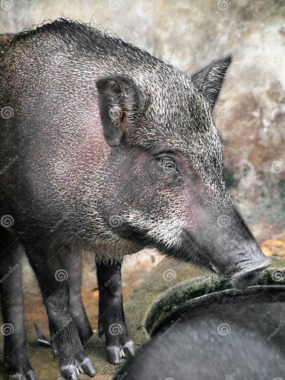 Caged wild hogs stock photo. Image of brown, javelina - 62264678
