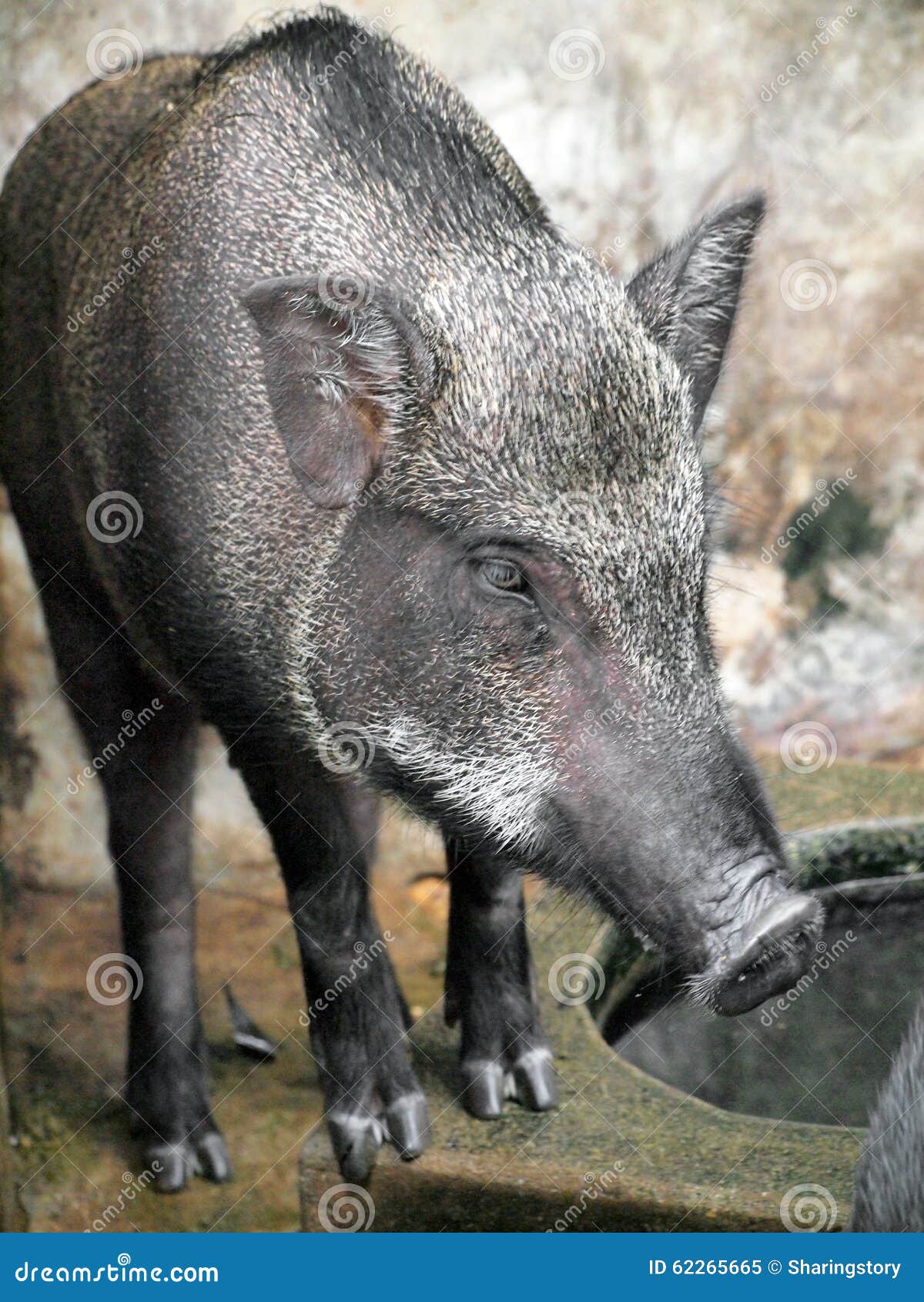 Caged wild hogs stock image. Image of razorback, javelina - 62265665