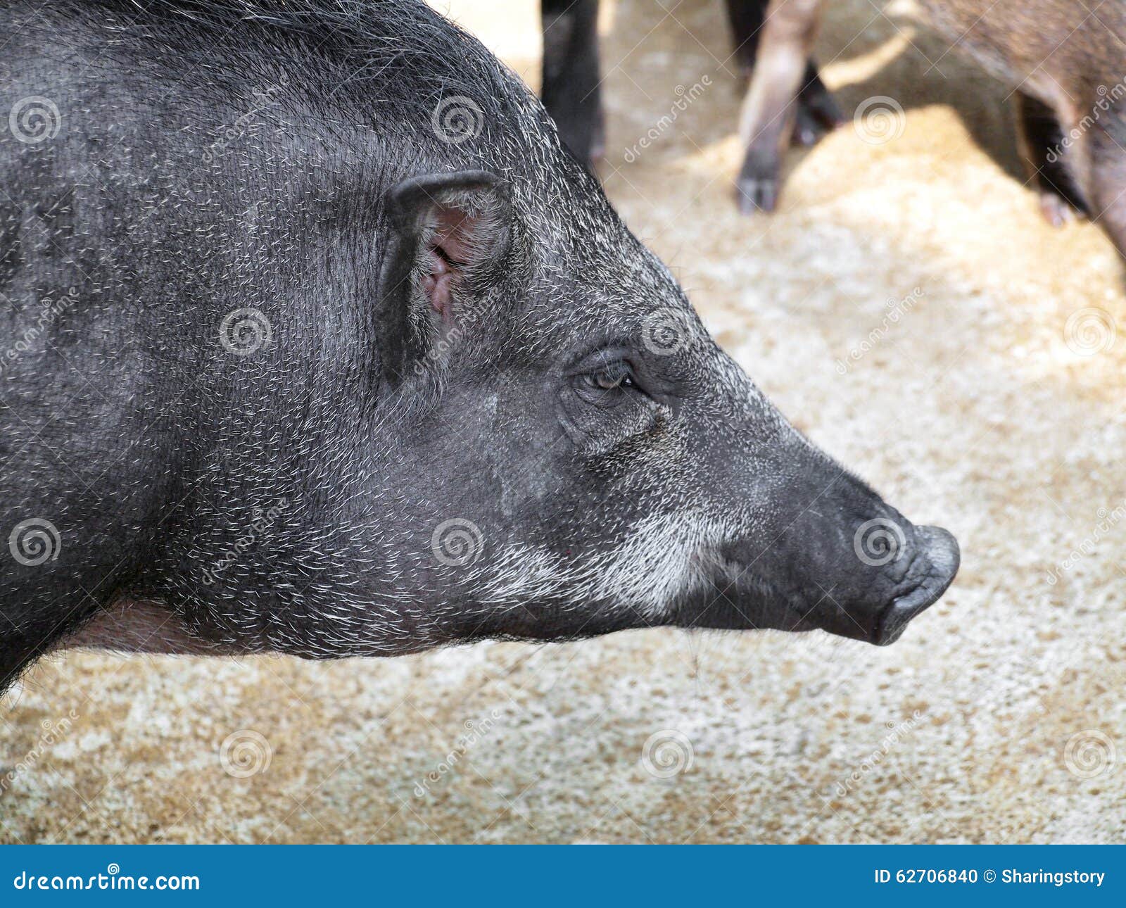 Caged wild hogs stock photo. Image of swine, boar, javelina - 62706840