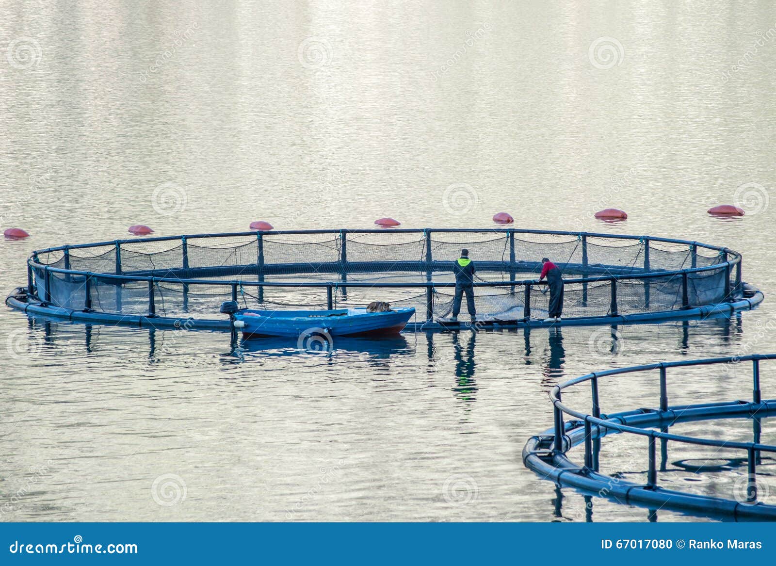 Cages for fish farming stock photo. Image of montenegro - 67017080