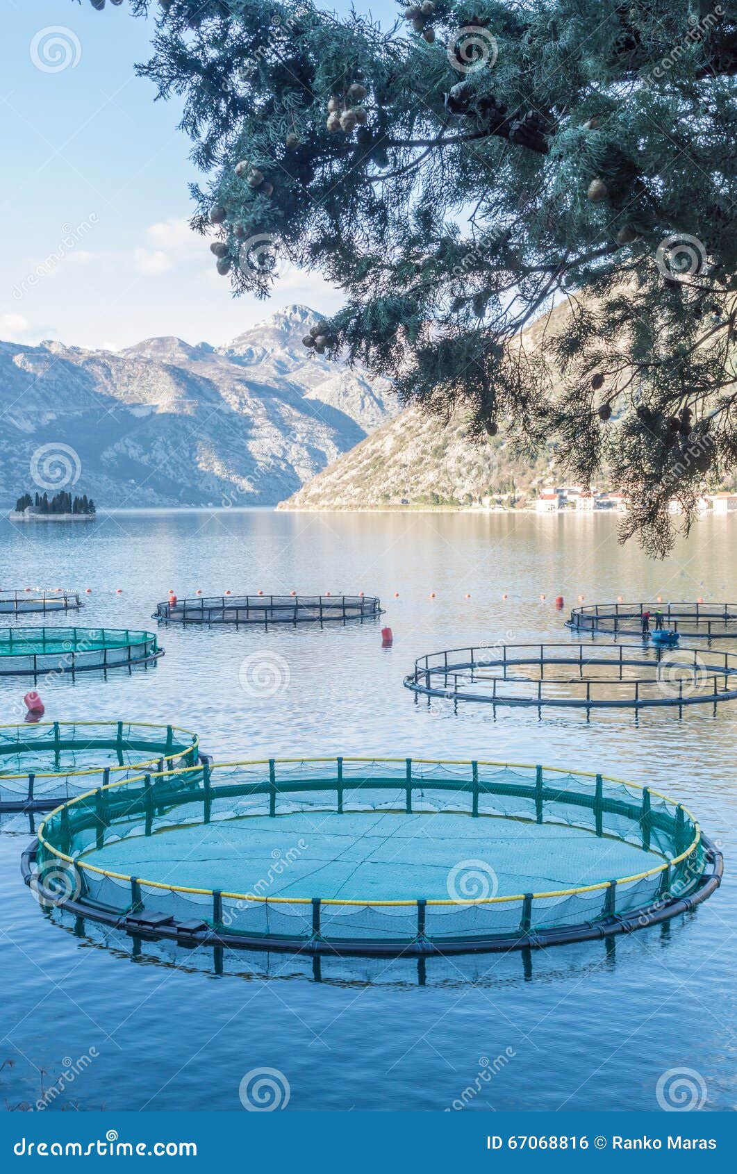 Cages for fish farming stock photo. Image of nature, catch - 67068816