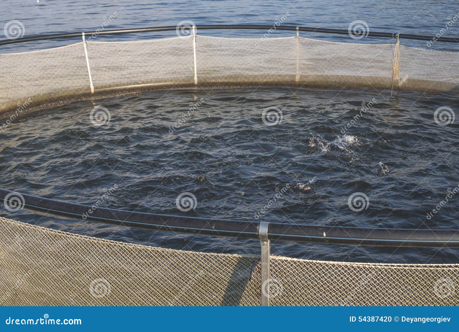 Cages for fish farming stock photo. Image of pool, cage - 54387420