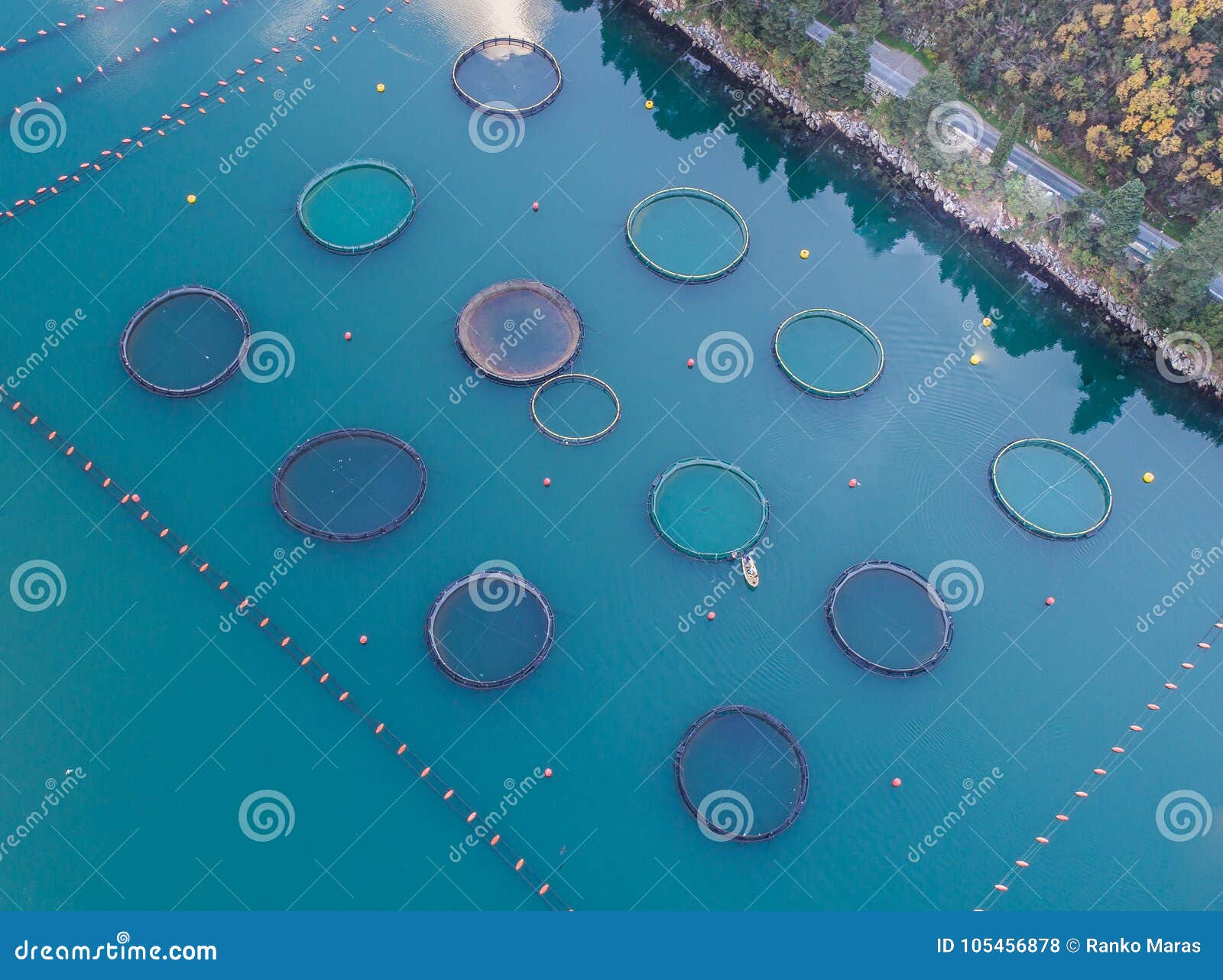Cages for fish farming stock photo. Image of agriculture - 105456878