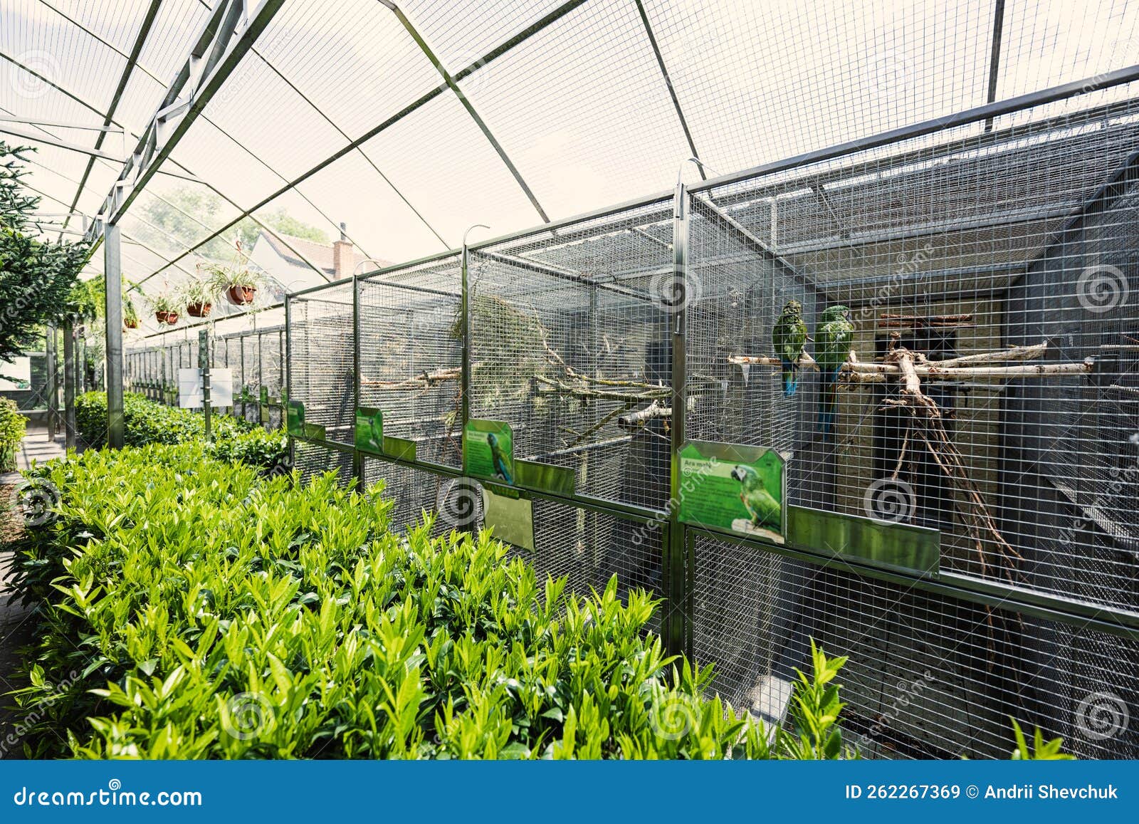 Cages of Parrot Zoo in Sunny Day Stock Image - Image of beautiful ...