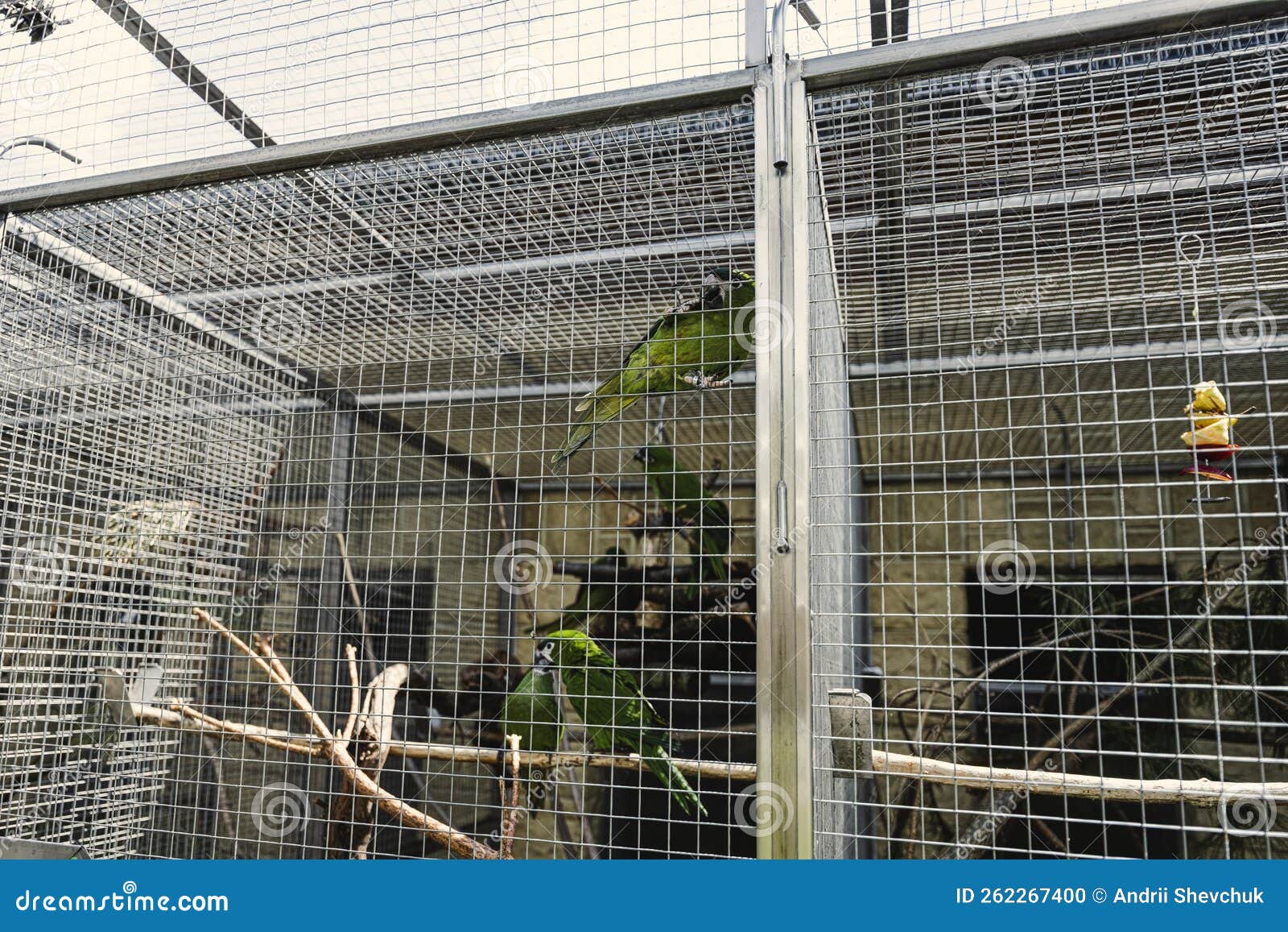 Cages of Parrot Zoo in Sunny Day Stock Photo - Image of feeding ...