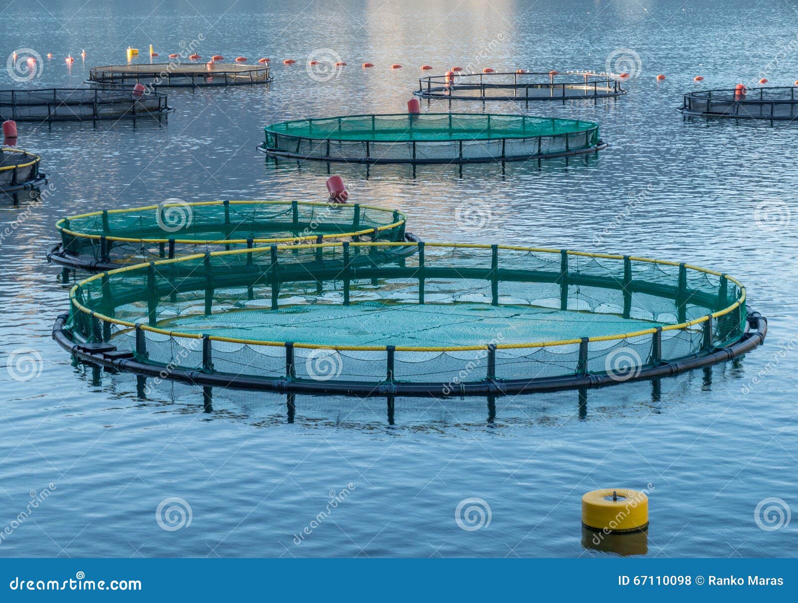 Cages pour la pisciculture photo stock. Image of multiplication - 67110098