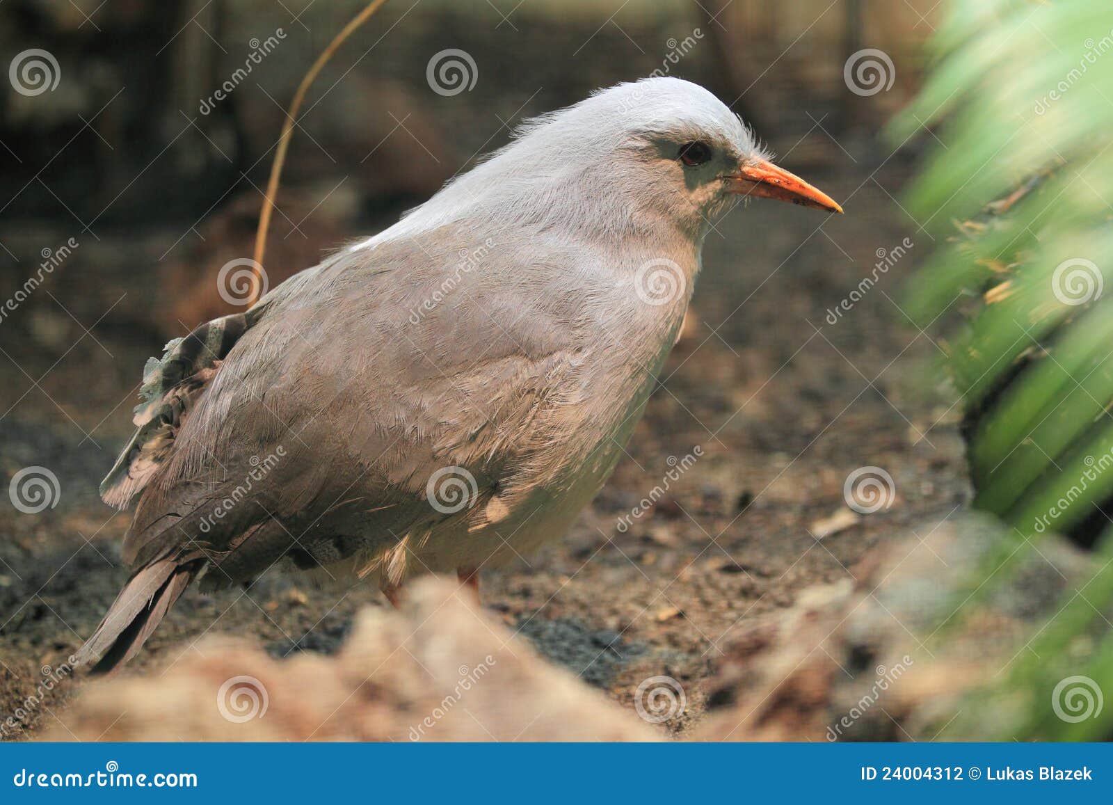 Cagou stock photo. Image of endemic, caledonia, rhynochetos - 24004312