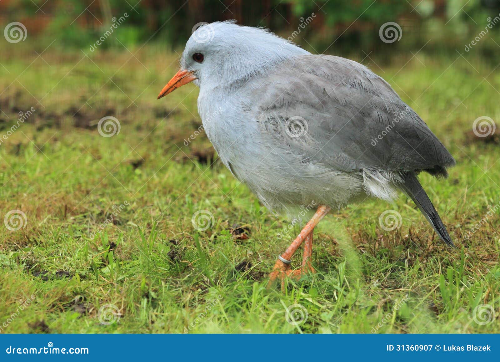 Cagou image stock. Image du herbe, calédonie, oiseau - 31360907