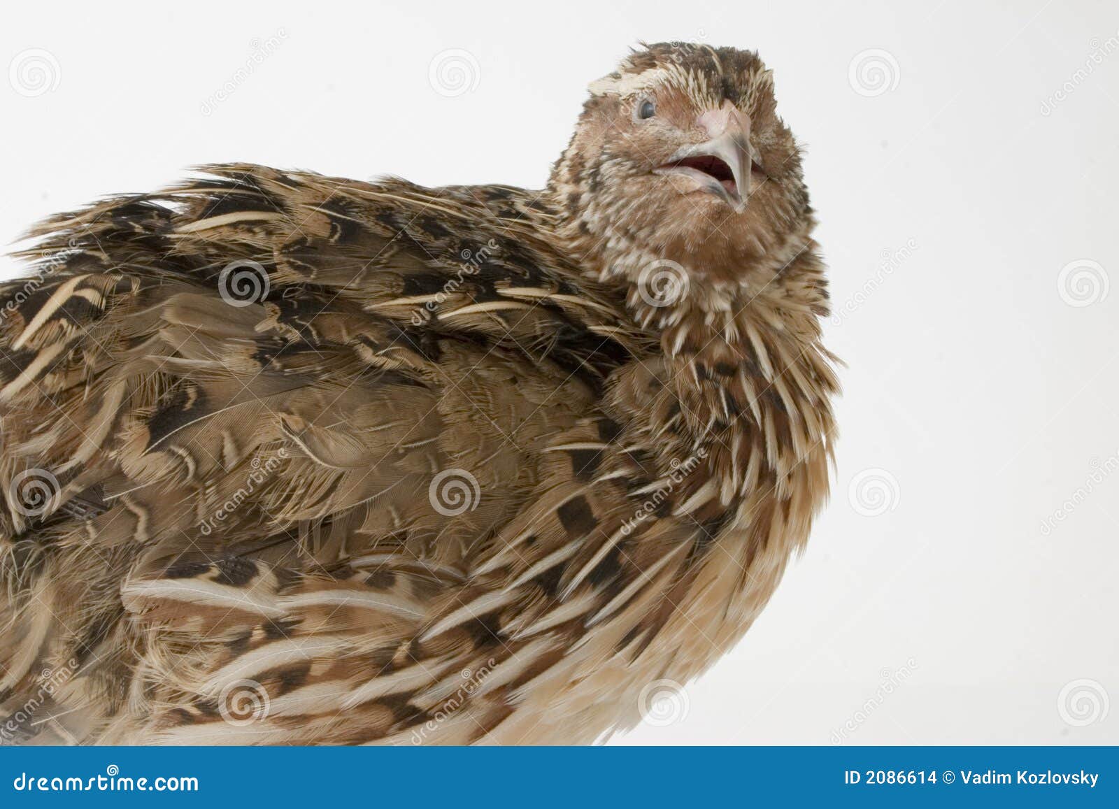 Cailles photo stock. Image du poulet, volaille, oiseau - 2086614
