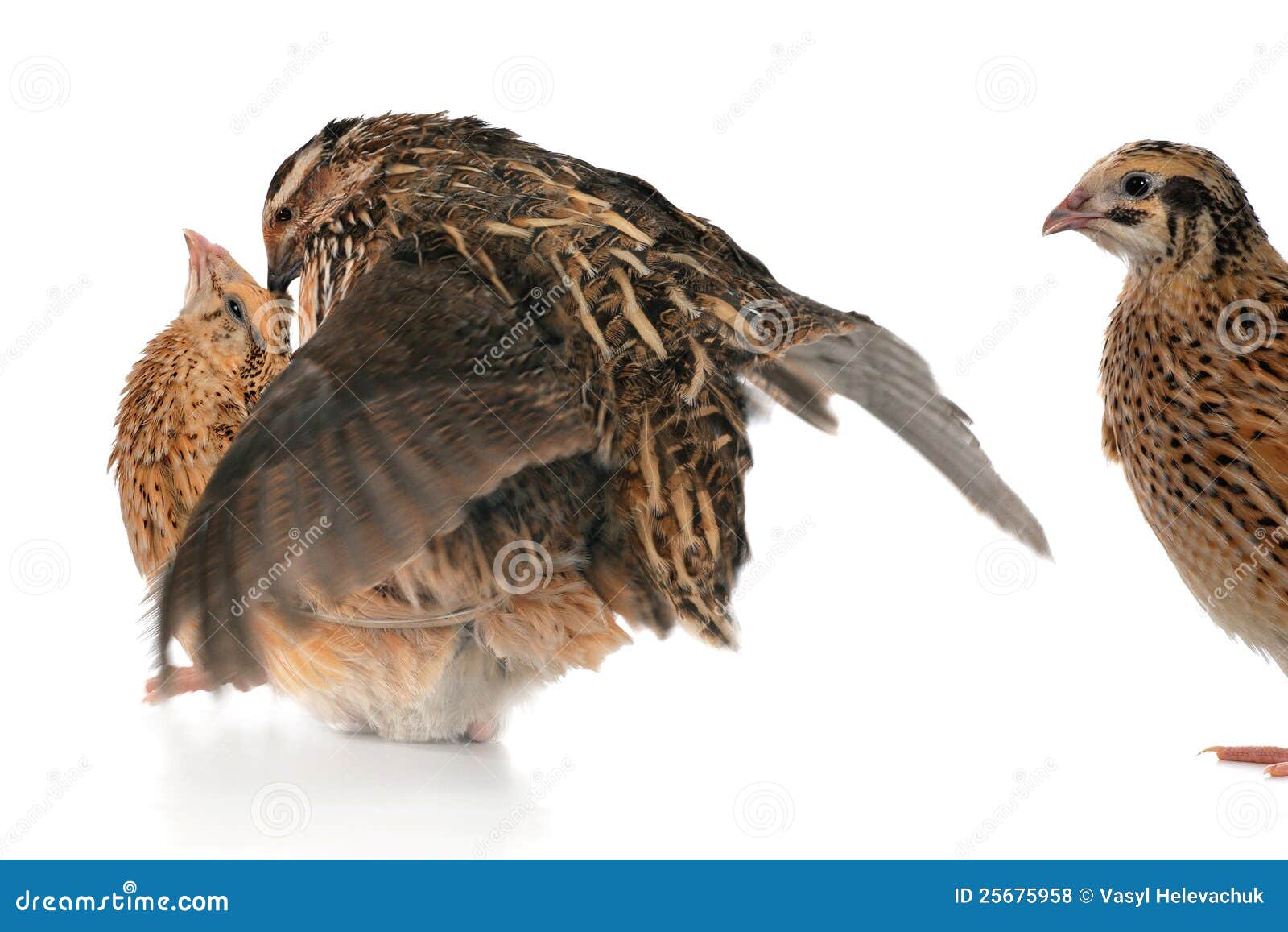 Cailles photo stock. Image du principal, details, normal - 25675958