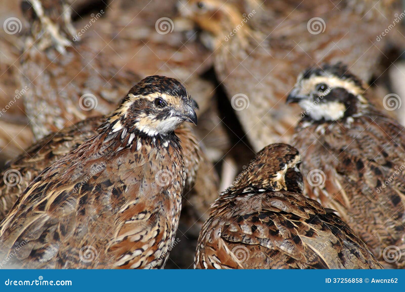 Cailles photo stock. Image du animal, virginie, jeune - 37256858
