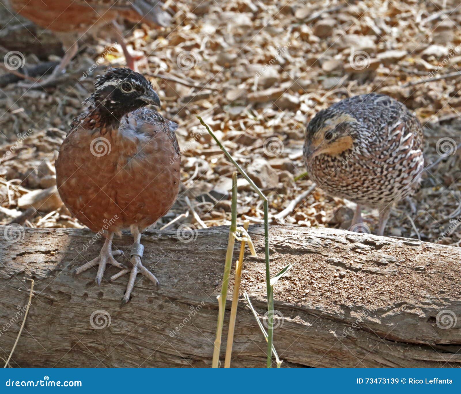 Cailles image stock. Image du montezuma, oiseau, nourriture - 73473139