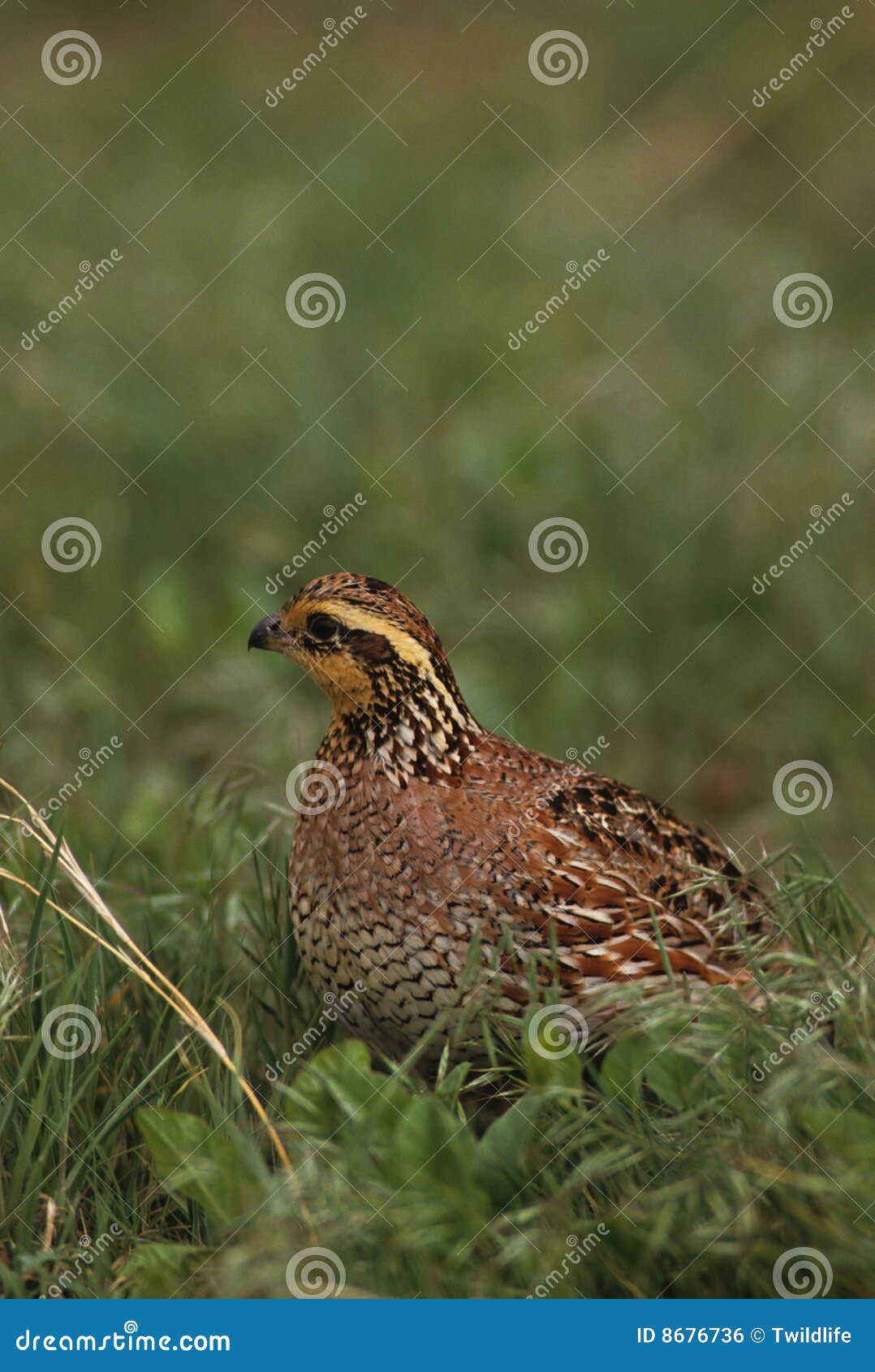 Cailles photo stock. Image du faune, cailles, nature, caille - 8676736