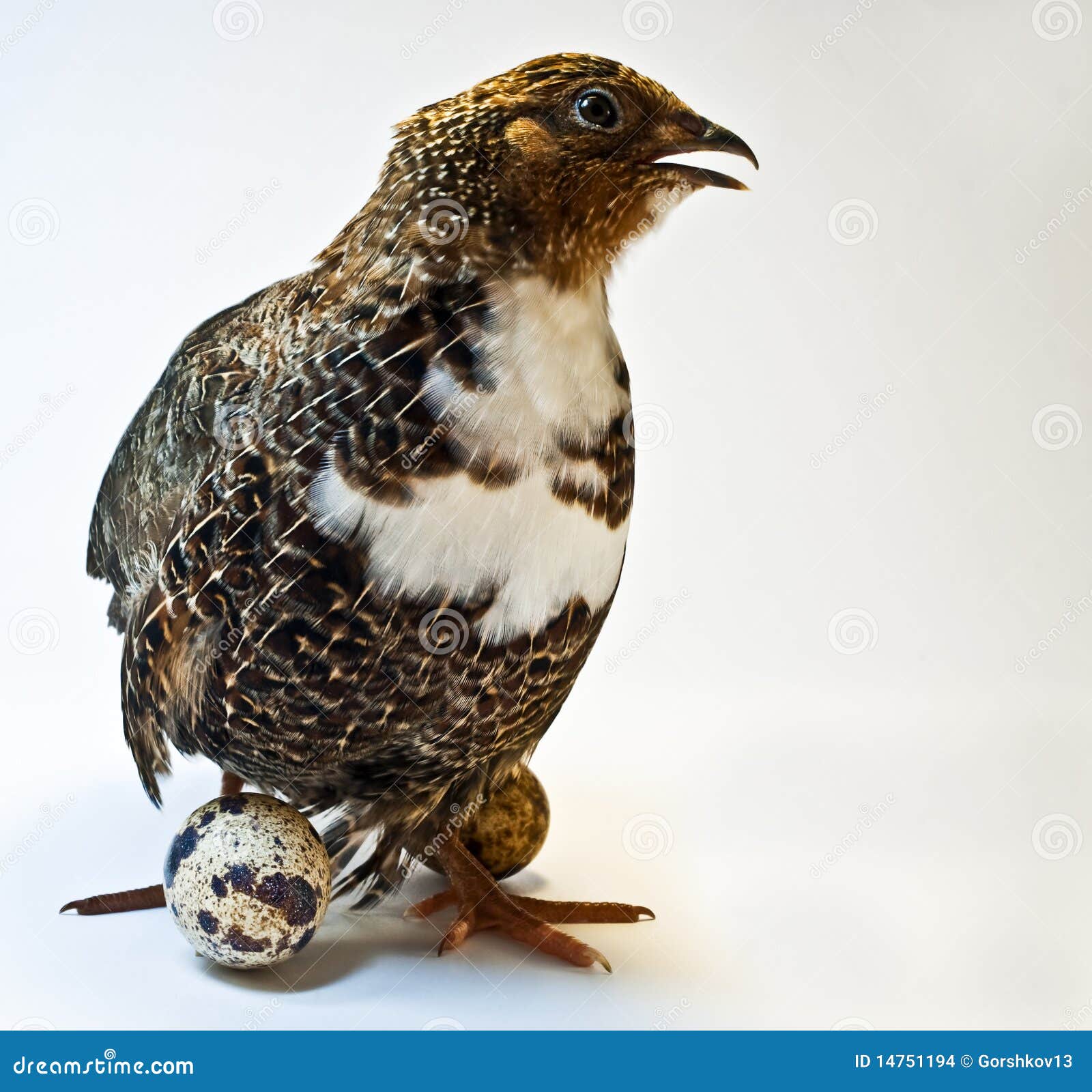 Cailles avec ses oeufs photo stock. Image du domestique - 14751194