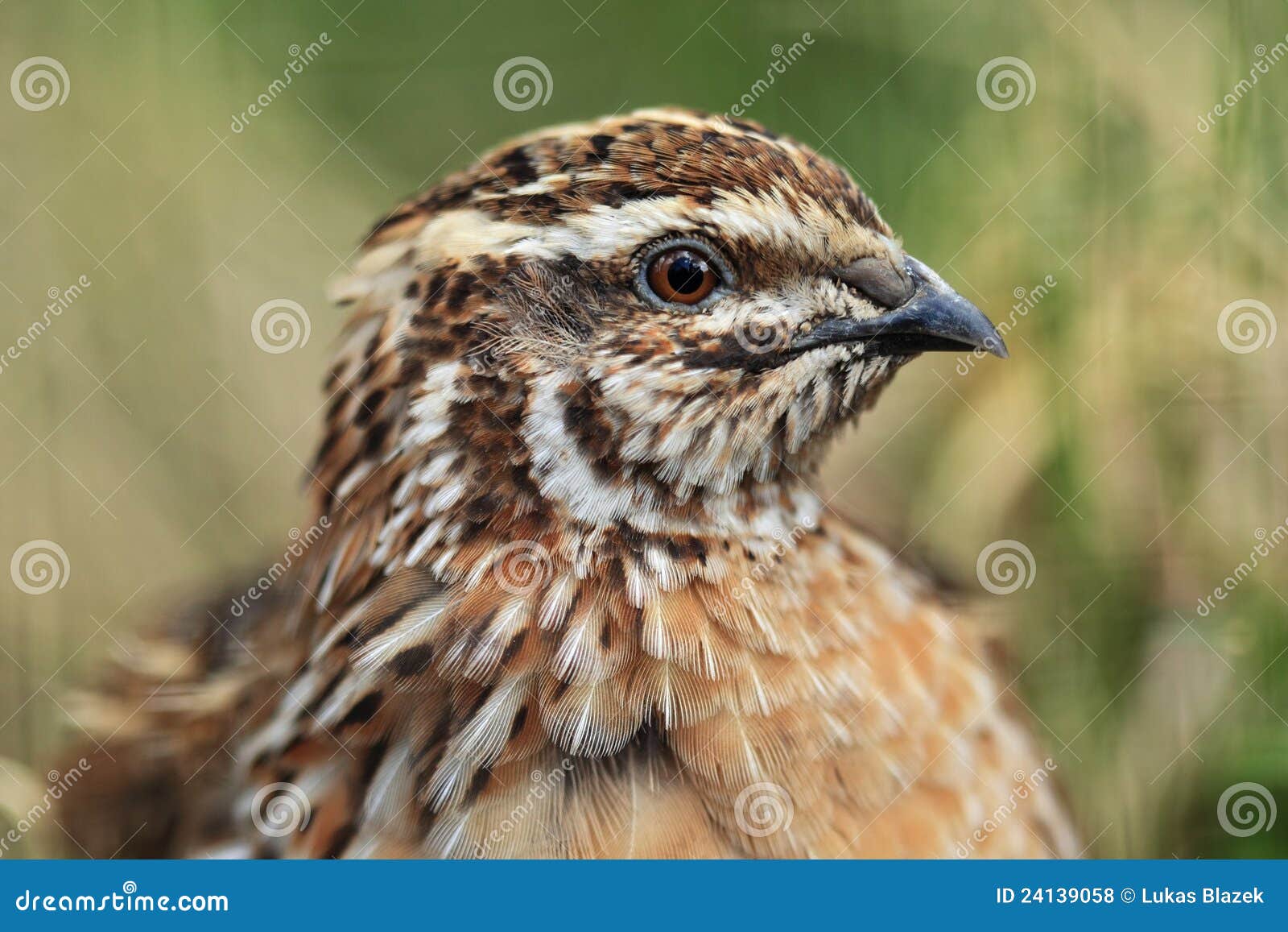 Cailles communes photo stock. Image du animal, tête, nature - 24139058