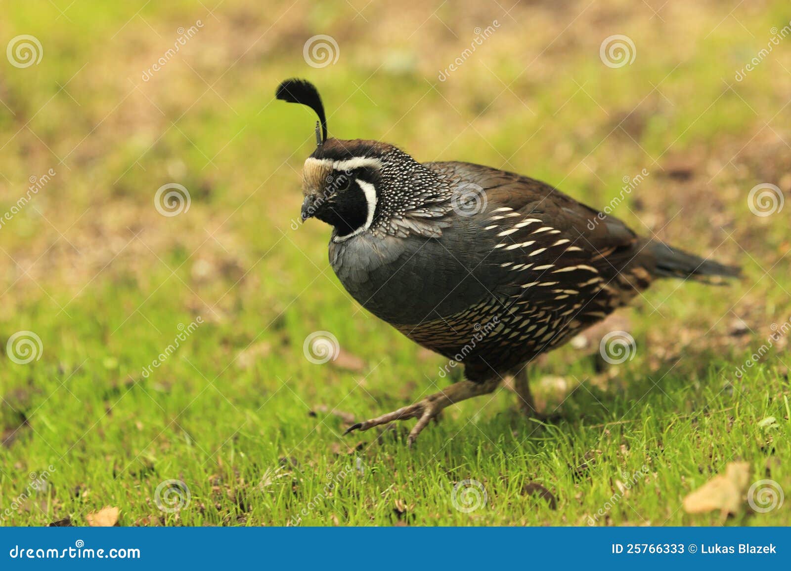 Cailles de Californie image stock. Image du gris, flânerie - 25766333