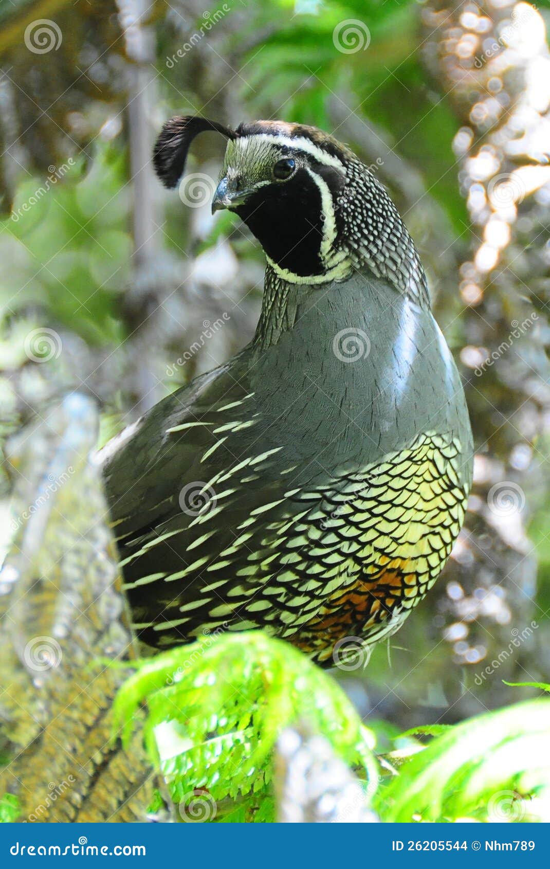 Cailles de Californie photo stock. Image du nature, zélande - 26205544