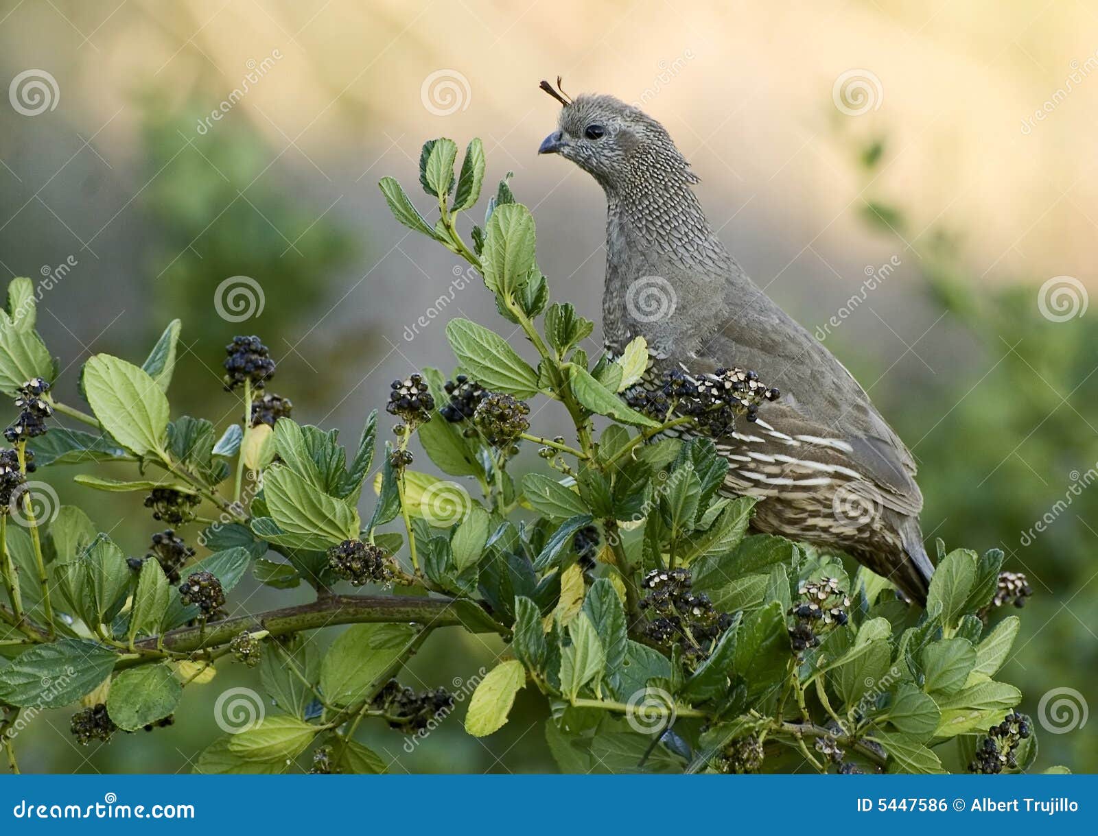 Cailles de Californie photo stock. Image du avien, baies - 5447586