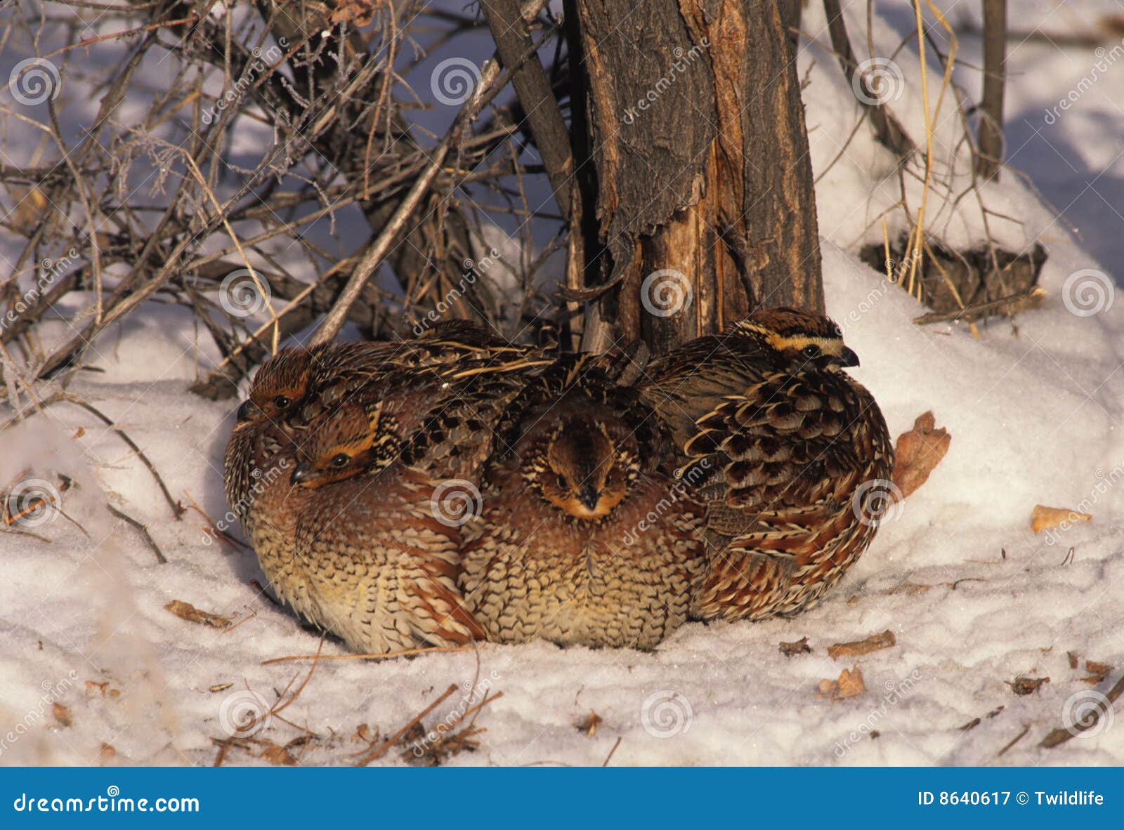Cailles De Compagnie De Caille Image stock - Image du caille, froid ...