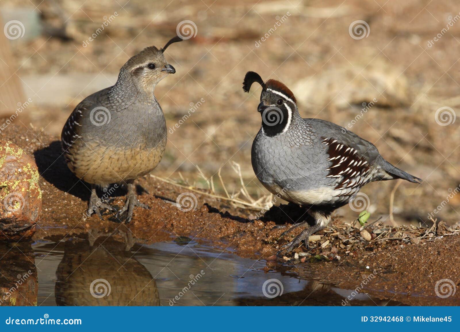 Cailles De Gambels, Gambelii De Callipepla Photo stock - Image du faune ...