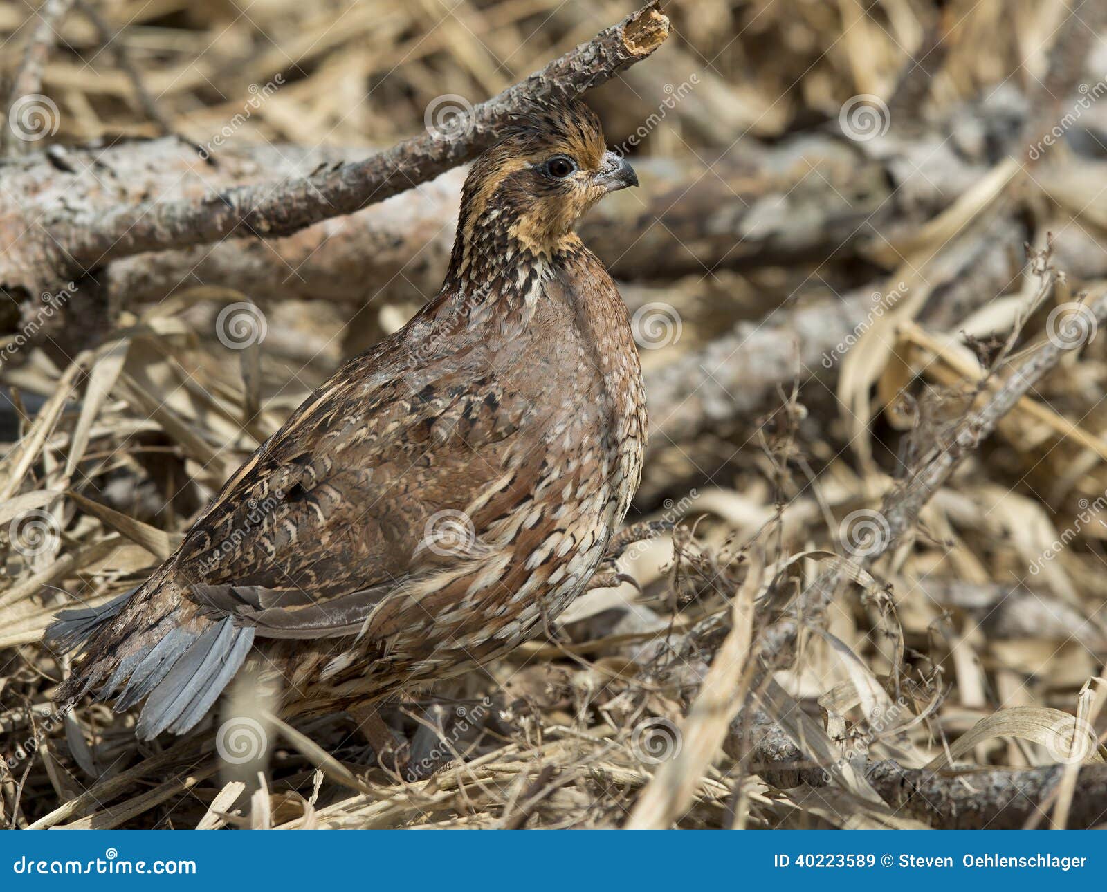 Cailles femelles image stock. Image du cailles, indigène - 40223589