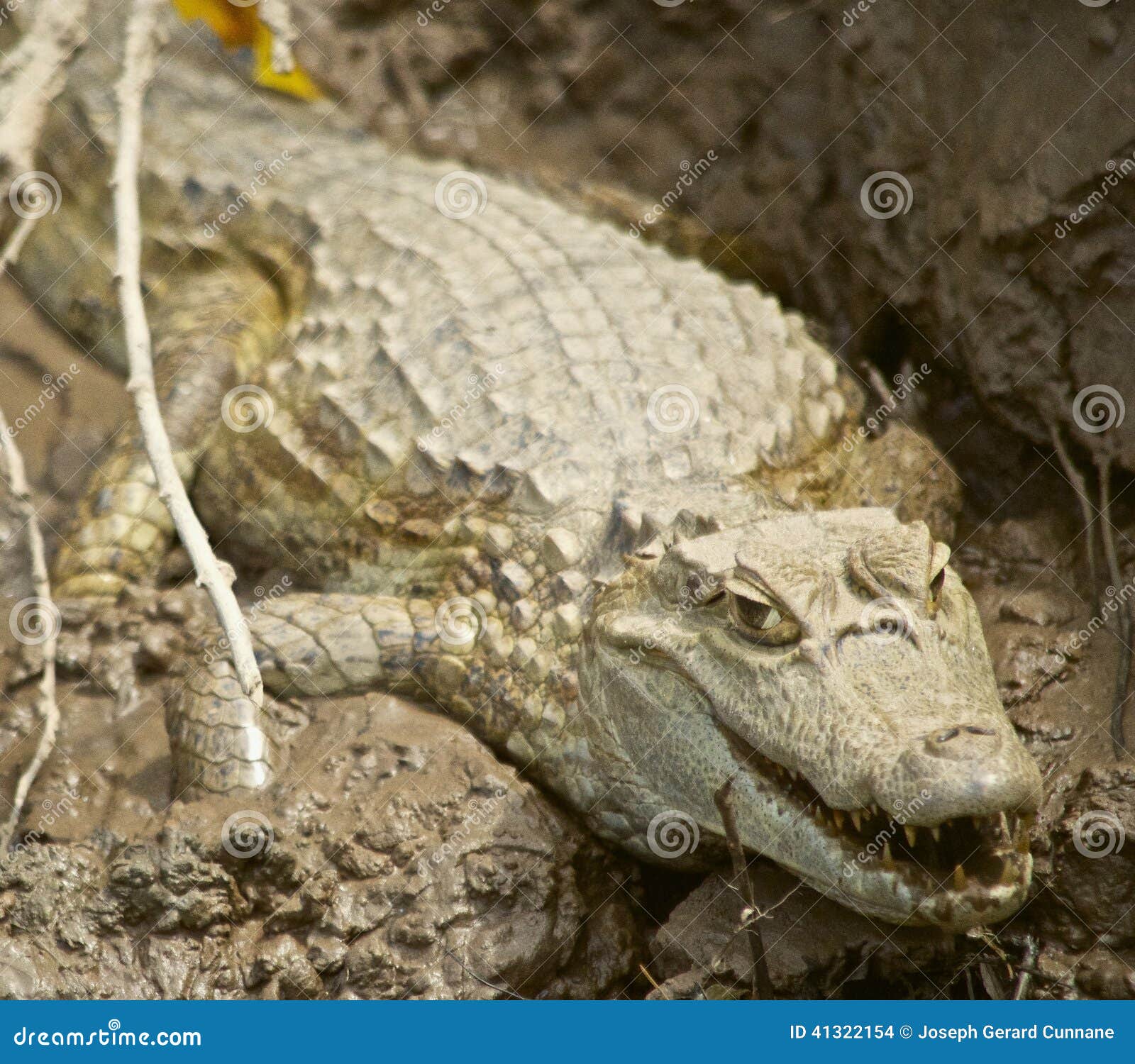 Caimán peruano salvaje foto de archivo. Imagen de familia - 41322154