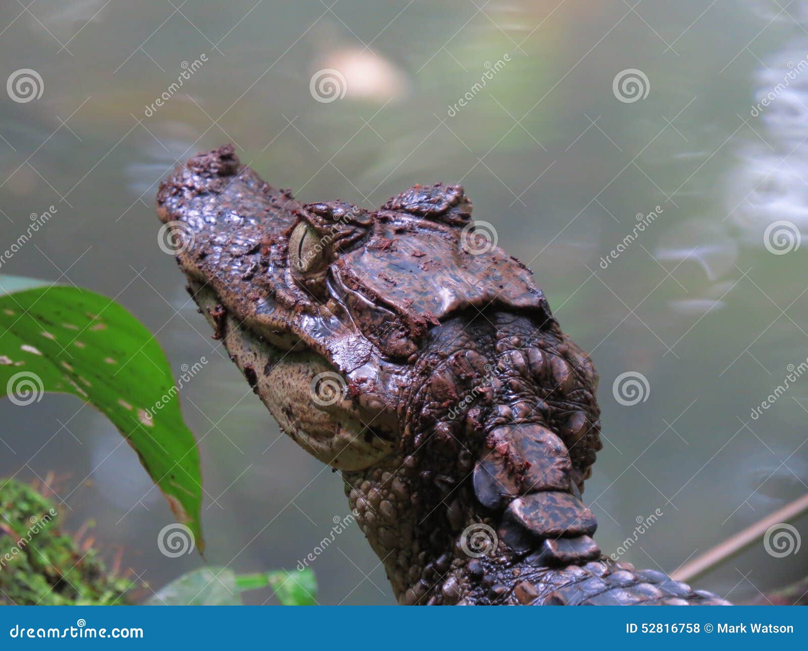 CaimÃ¡n stock photo. Image of photooftheday, style, instagood - 52816758