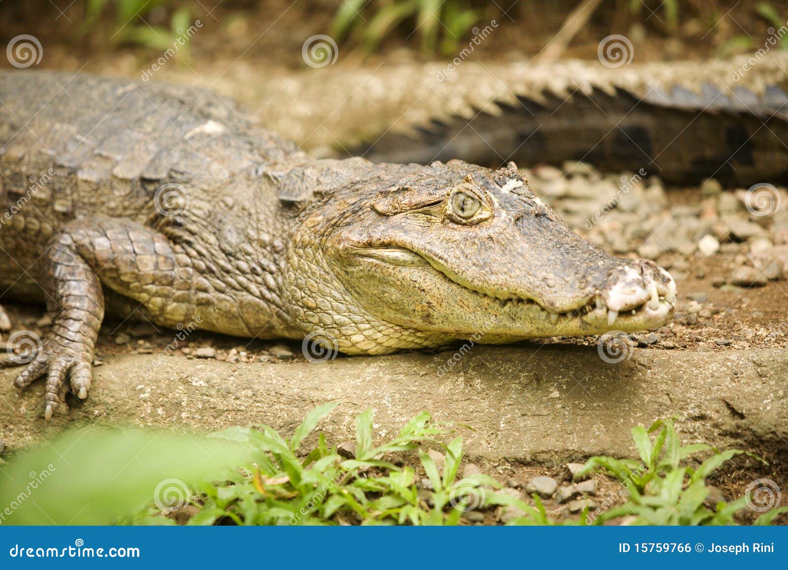 Caiman stock photo. Image of teeth, crocodilus, head - 15759766