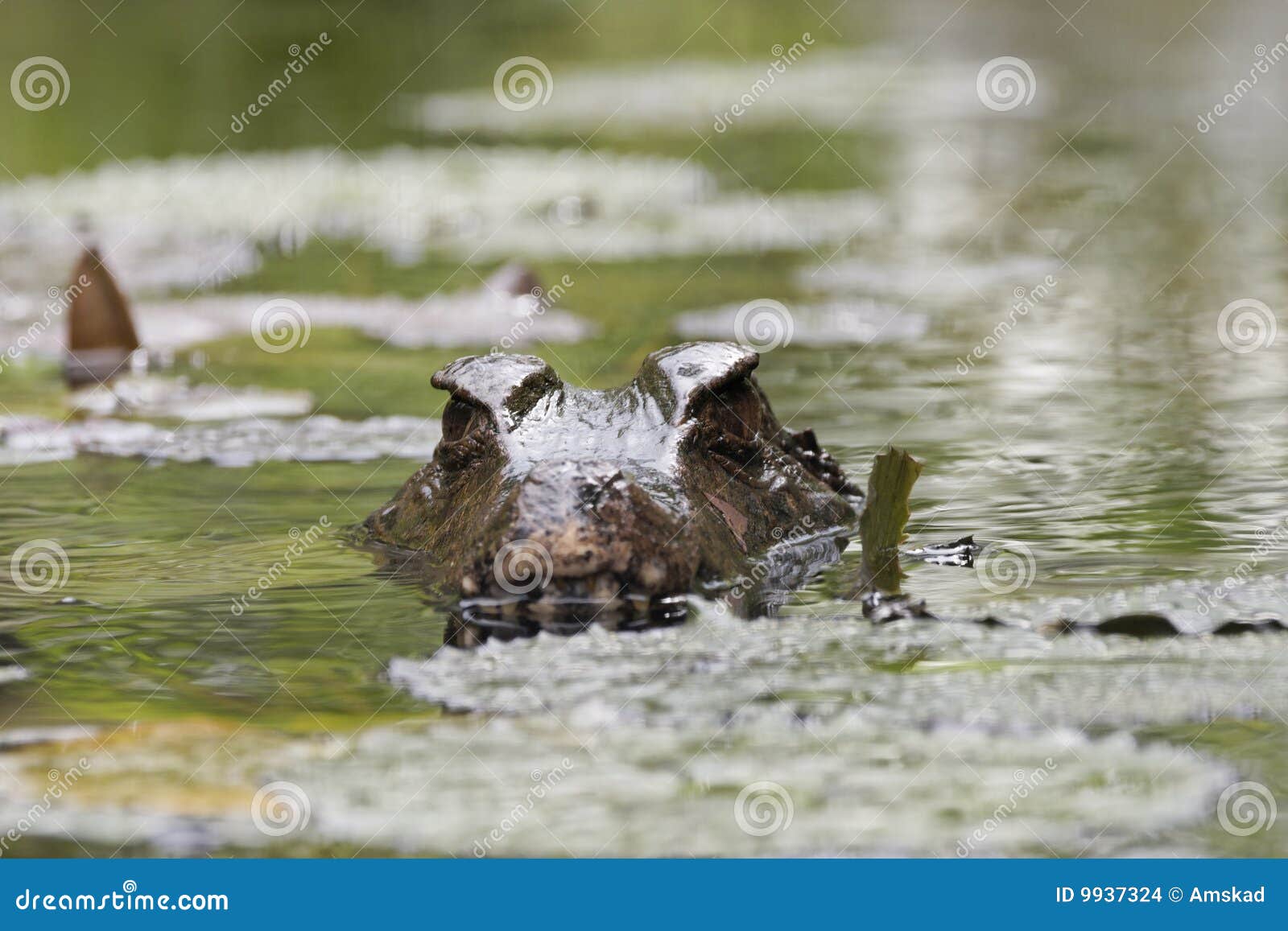 Caiman stock photo. Image of concept, face, dabbling, color - 9937324