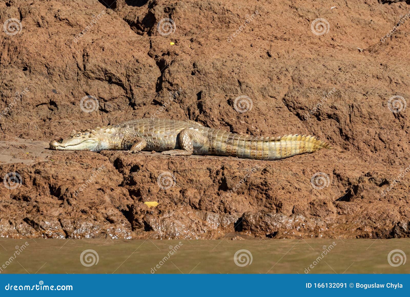 Caiman Basking in the Sun. Sandoval Lake, Tambopata, Peru Stock Image ...