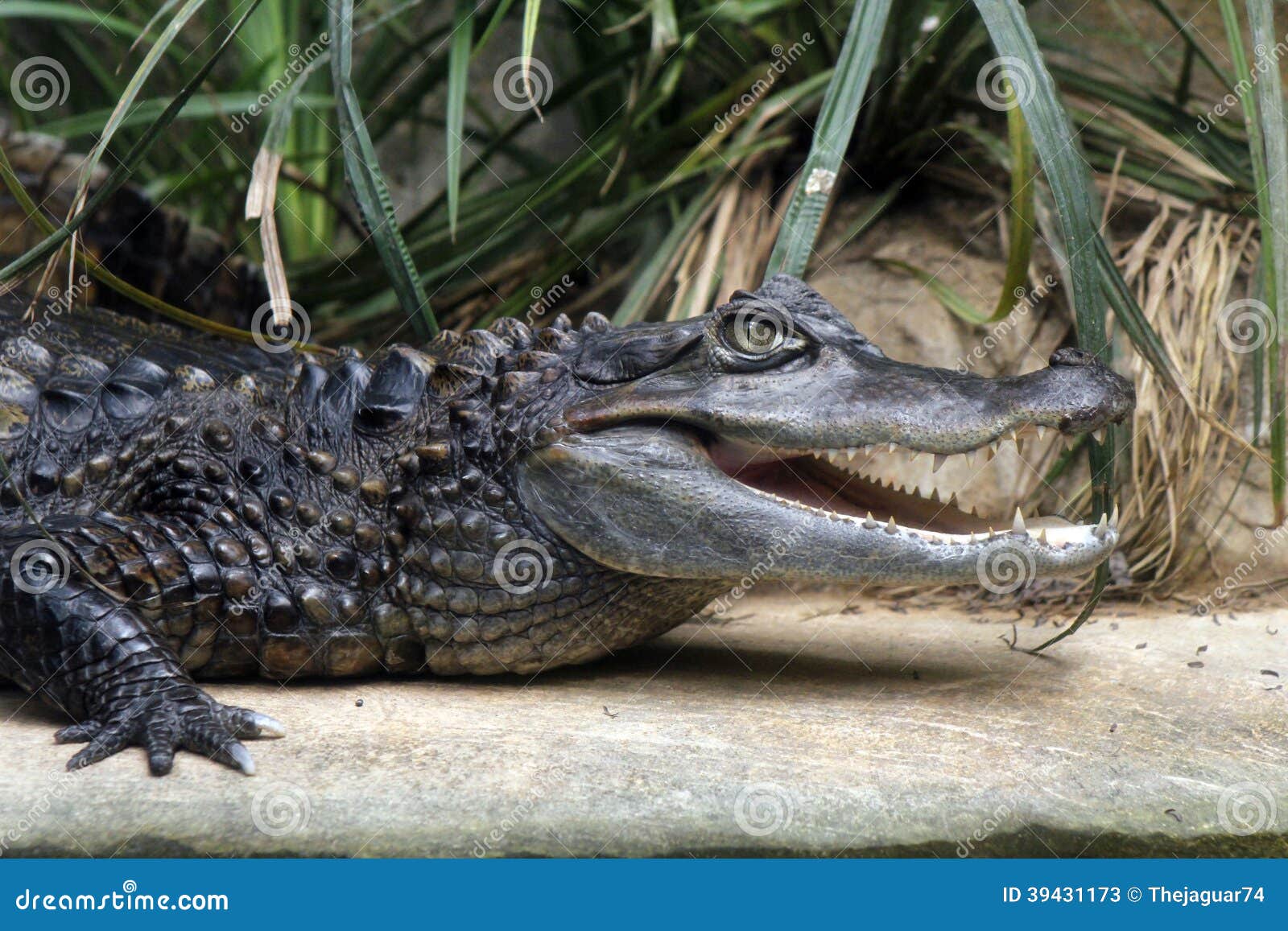 The caiman stock image. Image of exoticism, wildlife - 39431173