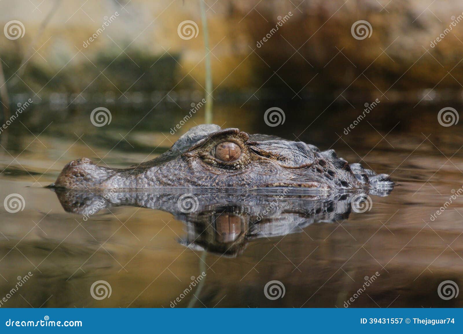 The caiman stock image. Image of safari, beauty, travel - 39431557