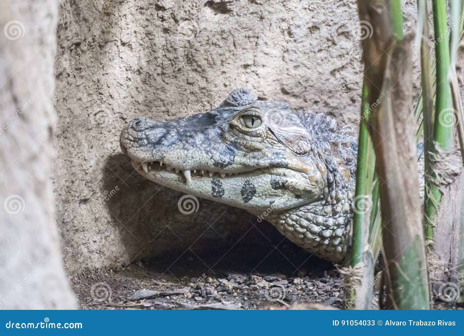 Caiman Broad-snouted Staying Calm Stock Image - Image of crocodilia ...