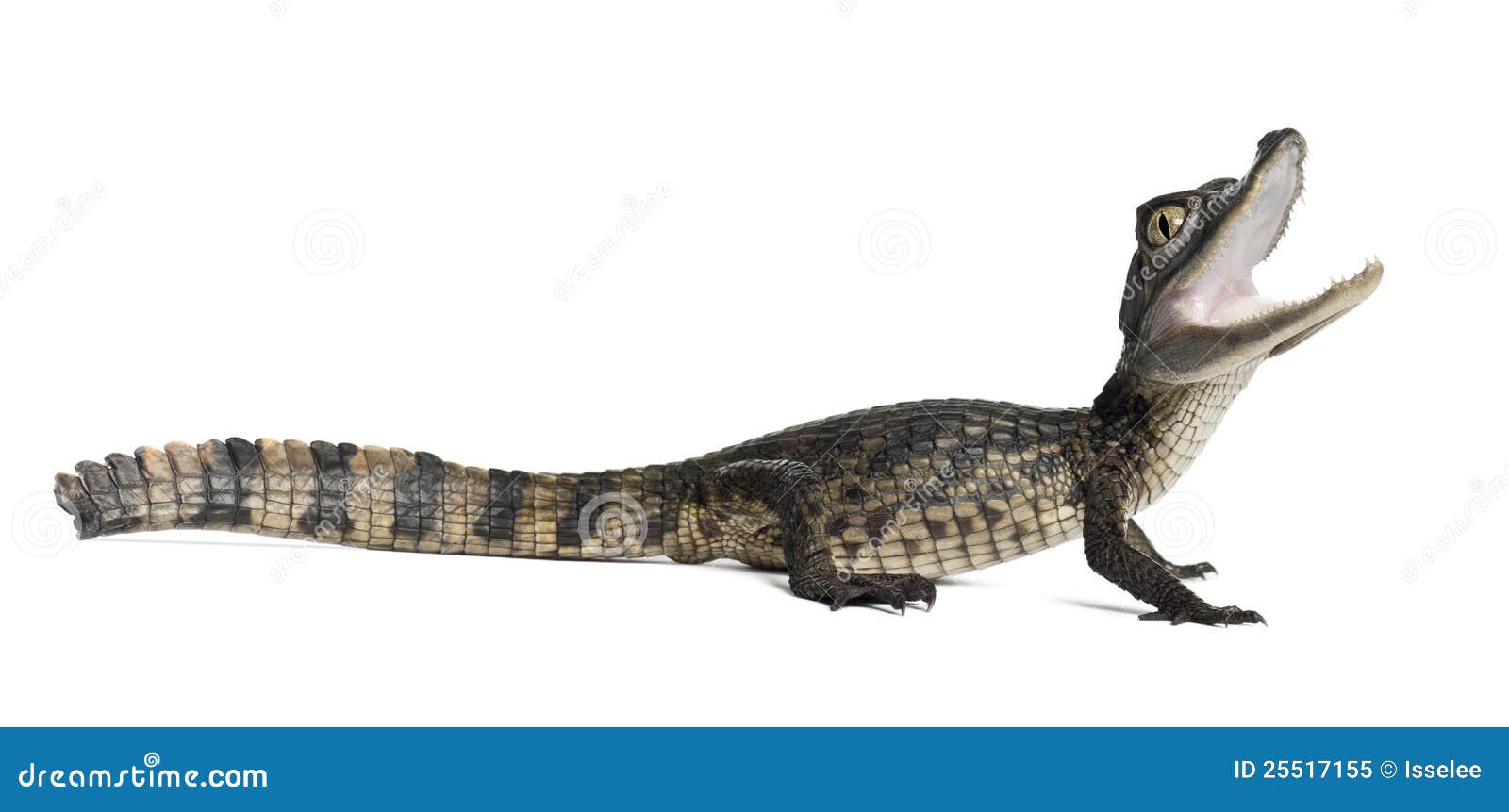 Caiman Con Gafas, Crocodilus Del Caiman Foto de archivo libre de ...