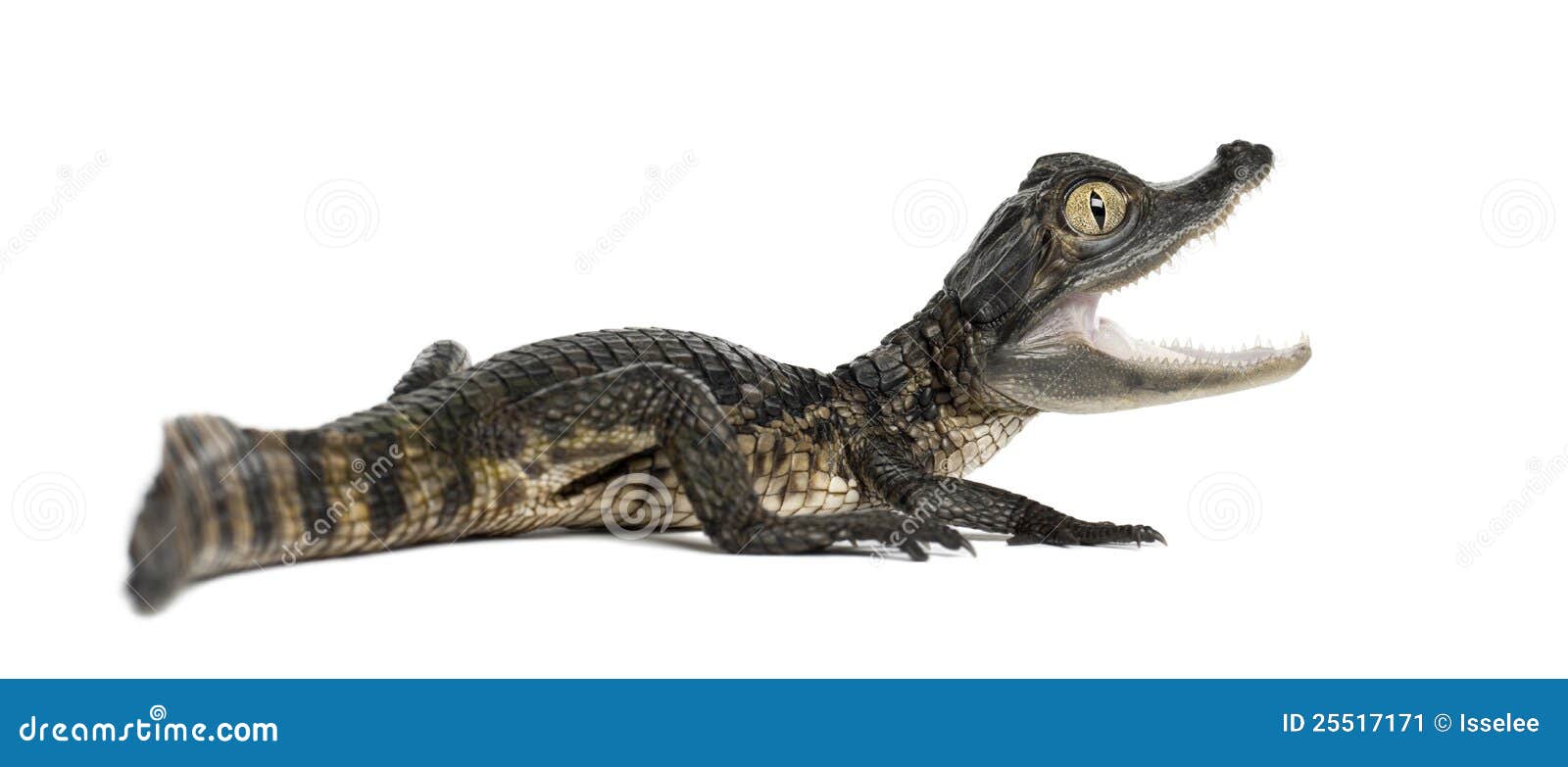 Caiman Con Gafas, Crocodilus Del Caiman Imagen de archivo - Imagen de ...