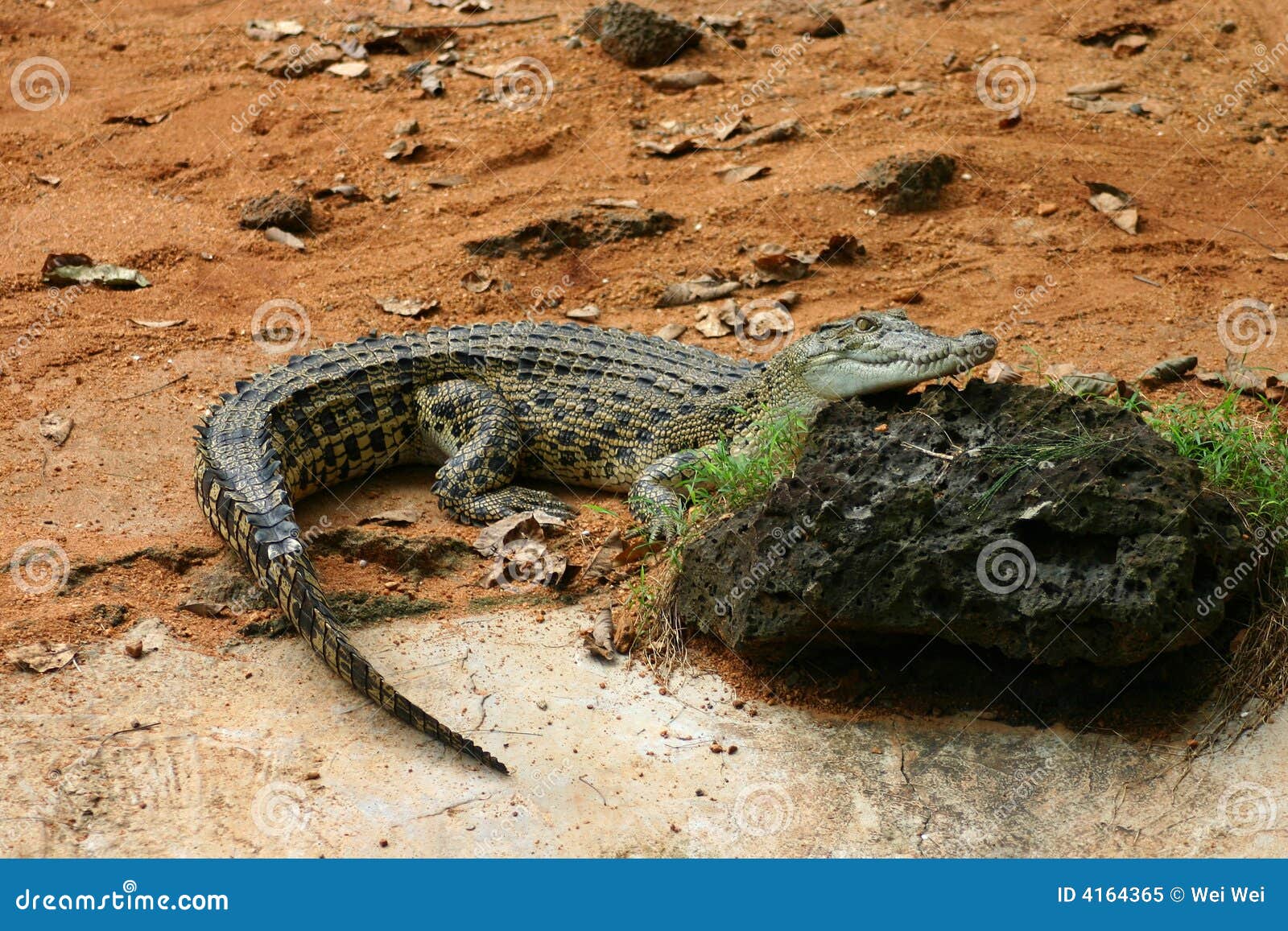 Caiman crocodile stock image. Image of wildlife, crocodile - 4164365