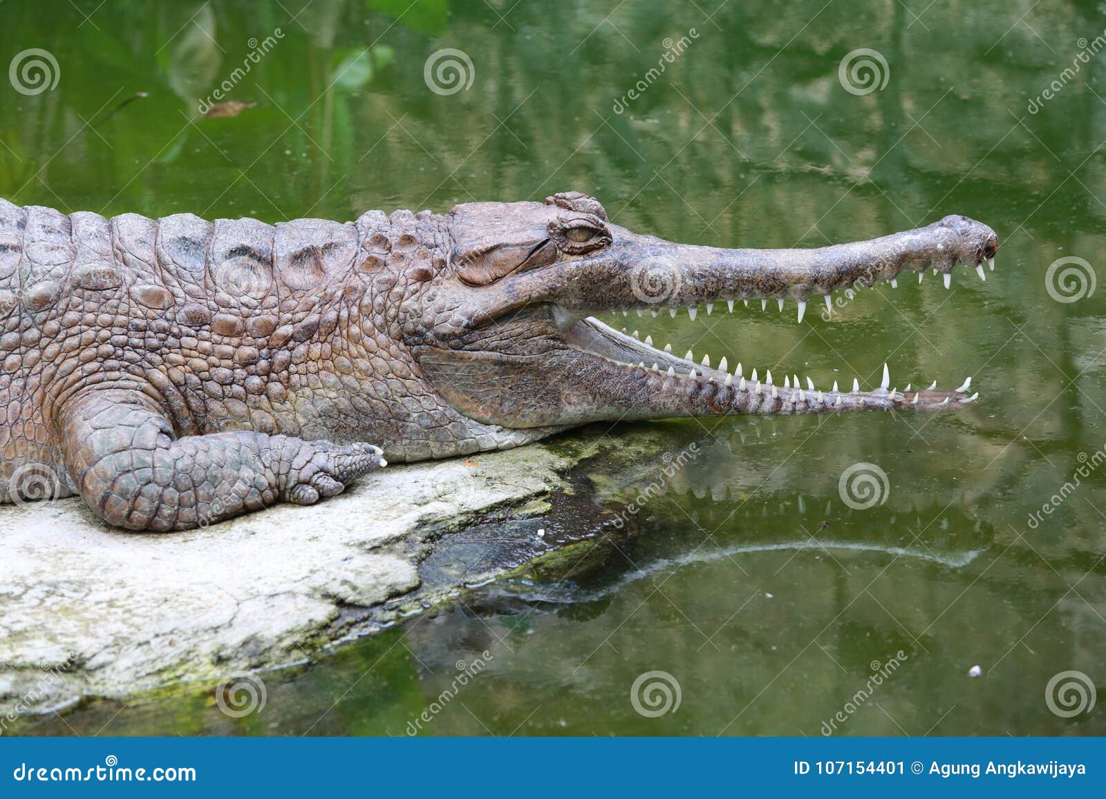 Caiman Crocodile Head stock image. Image of crocodille - 107154401