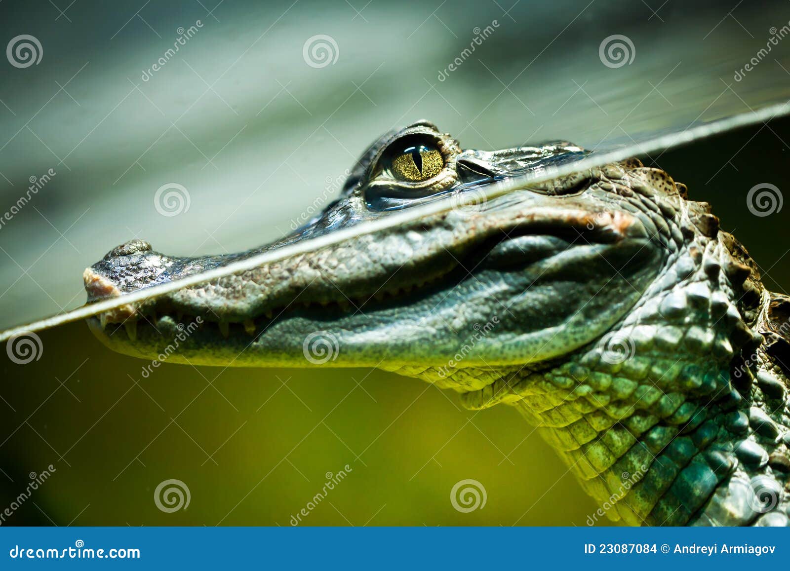 Caiman crocodilus stock photo. Image of beast, exotic - 23087084