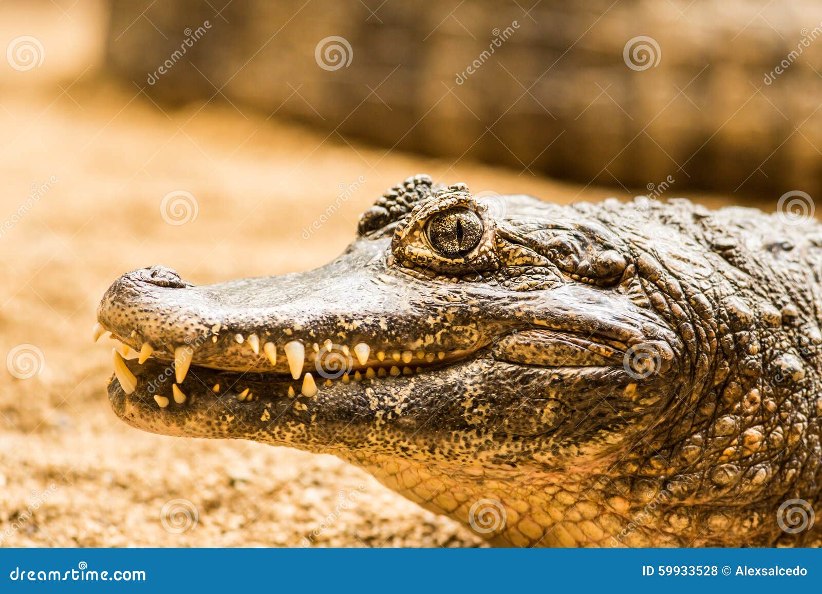 Caiman stock photo. Image of danger, beast, brazil, caiman - 59933528