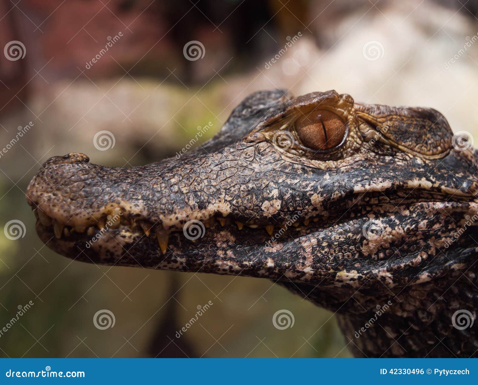 Caiman stock photo. Image of predator, macro, fear, lizard - 42330496