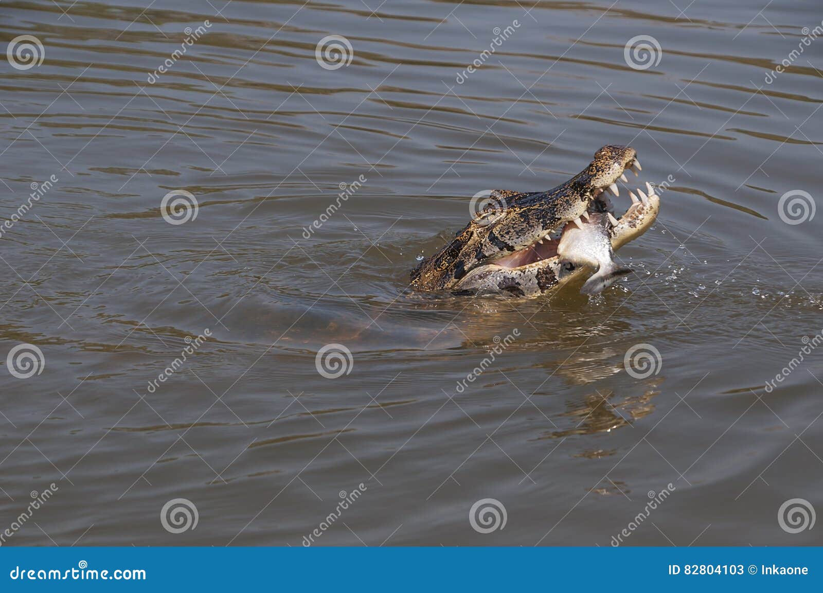 Caiman stock image. Image of wildlife, eating, body, reptile - 82804103