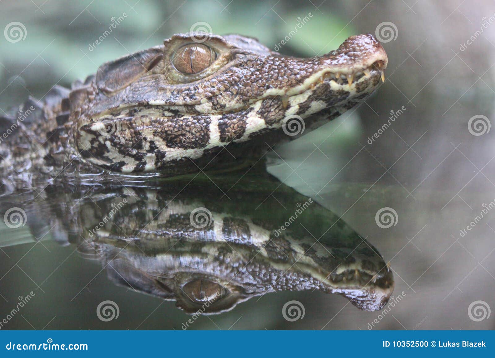 Caiman enano de Cuvier foto de archivo. Imagen de salvaje - 10352500