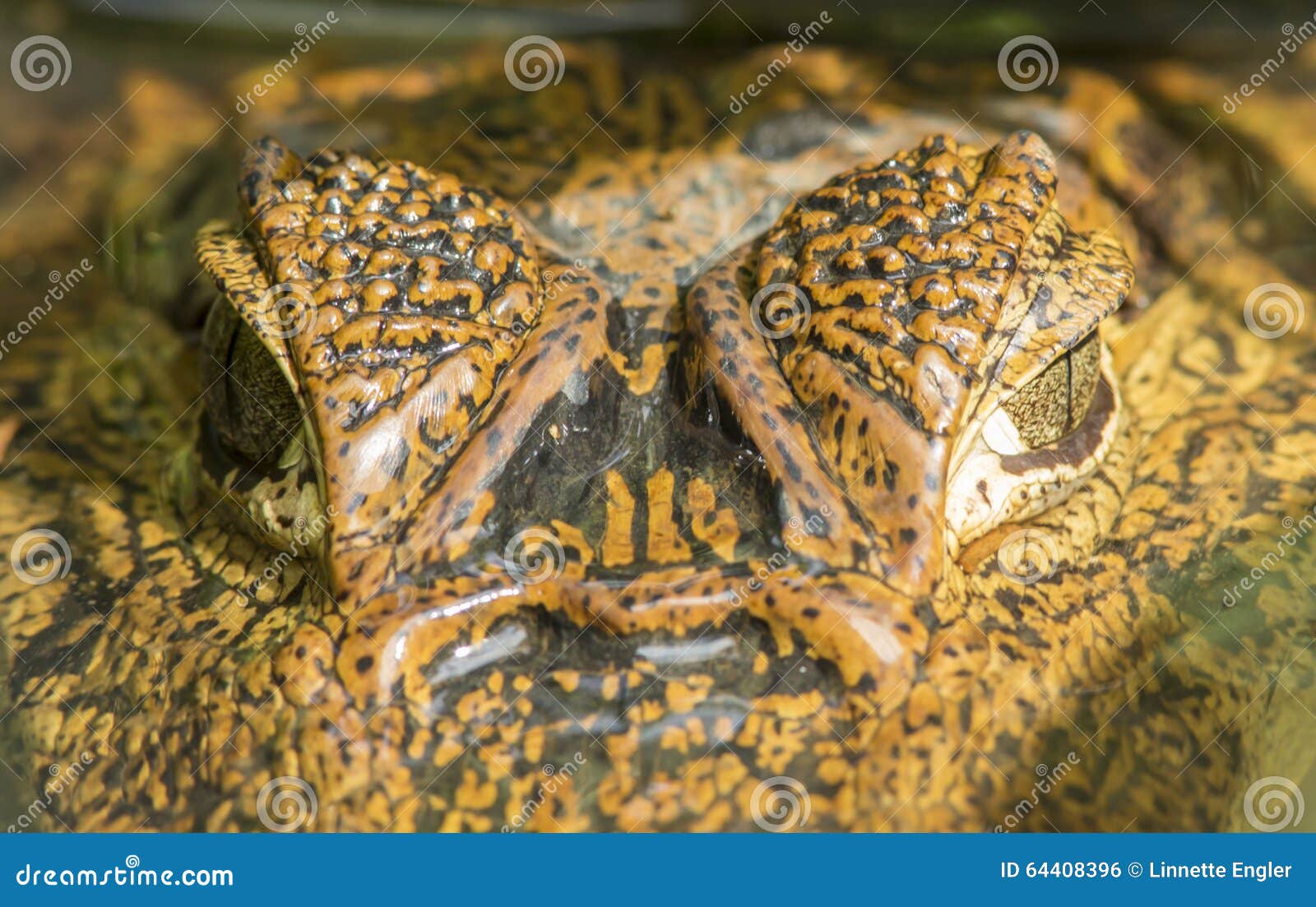 Caiman Eyes stock photo. Image of caiman, closeup, macro - 64408396