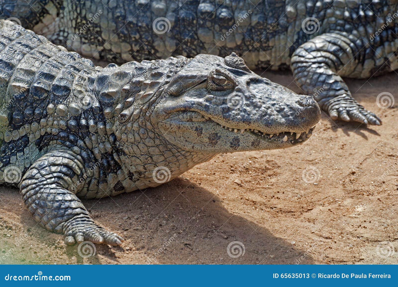 Caiman Grand-foui image stock. Image du prédateur, faune - 65635013