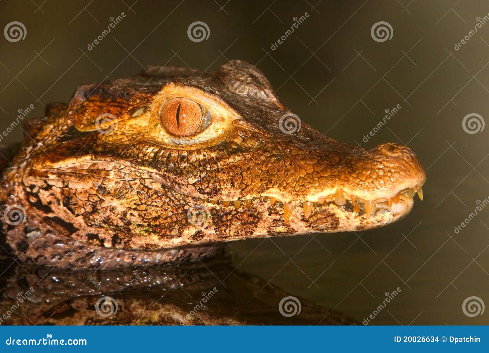 Caiman head stock photo. Image of caiman, water, stare - 20026634