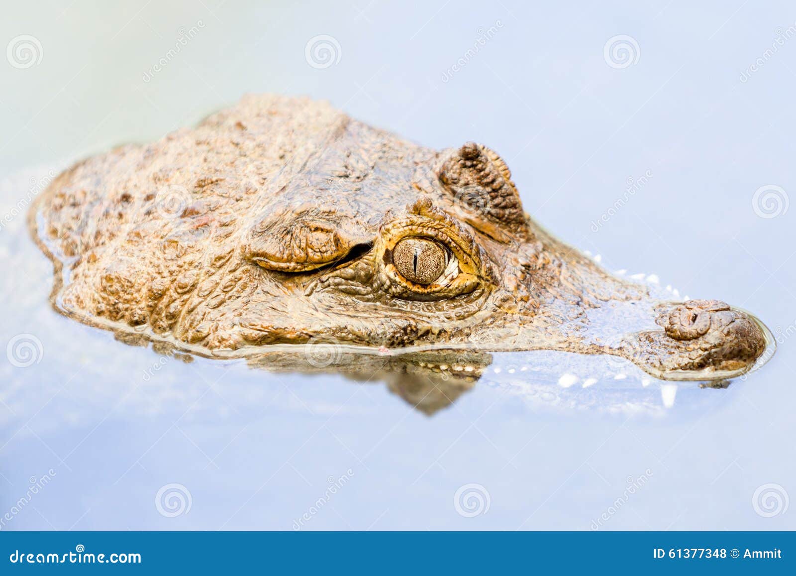 Caiman Head Emerging from Murky Waters Stock Photo - Image of ...