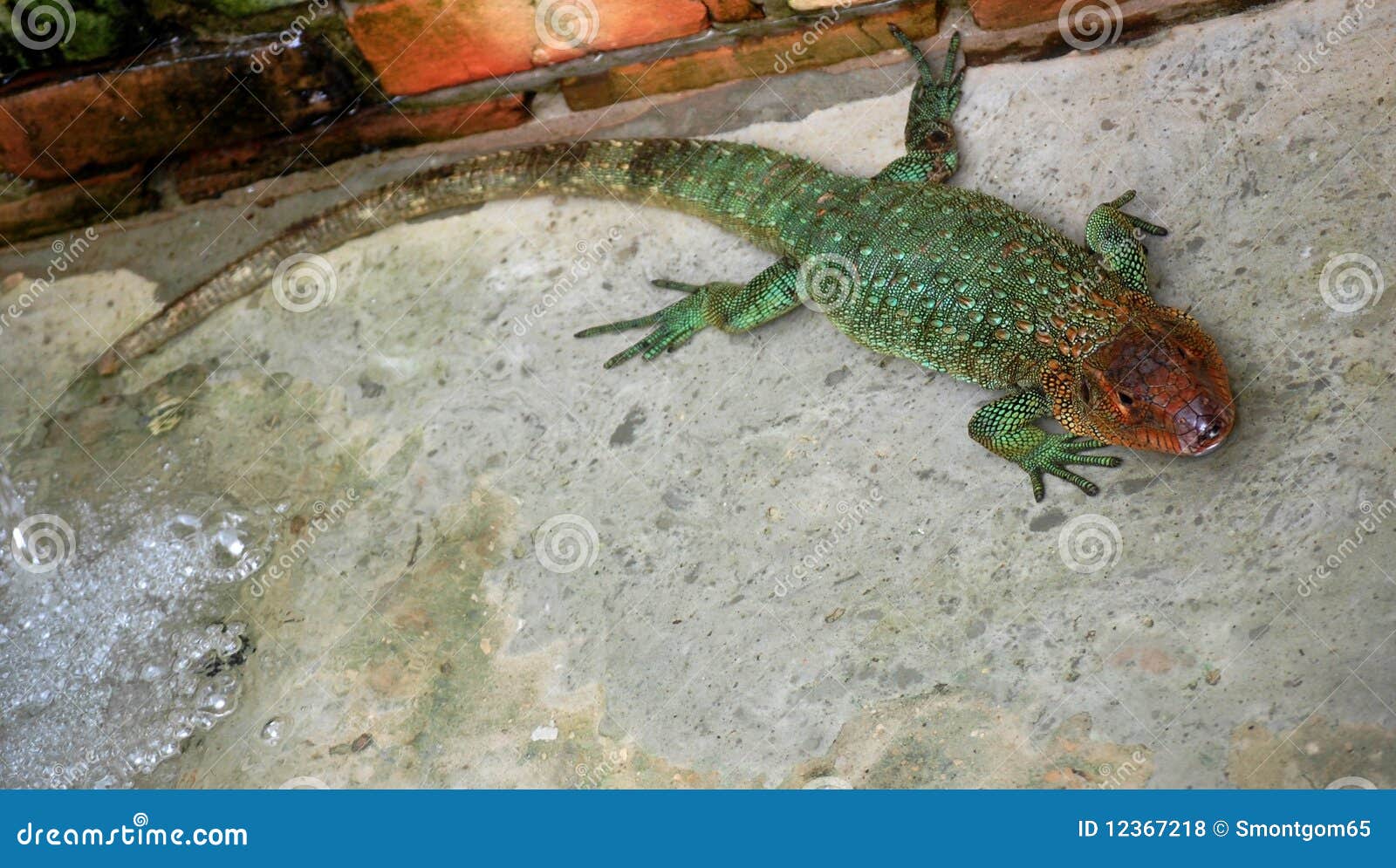 Caiman in Iquitos Zoo, Peru Stock Photo - Image of caimaninae, water ...